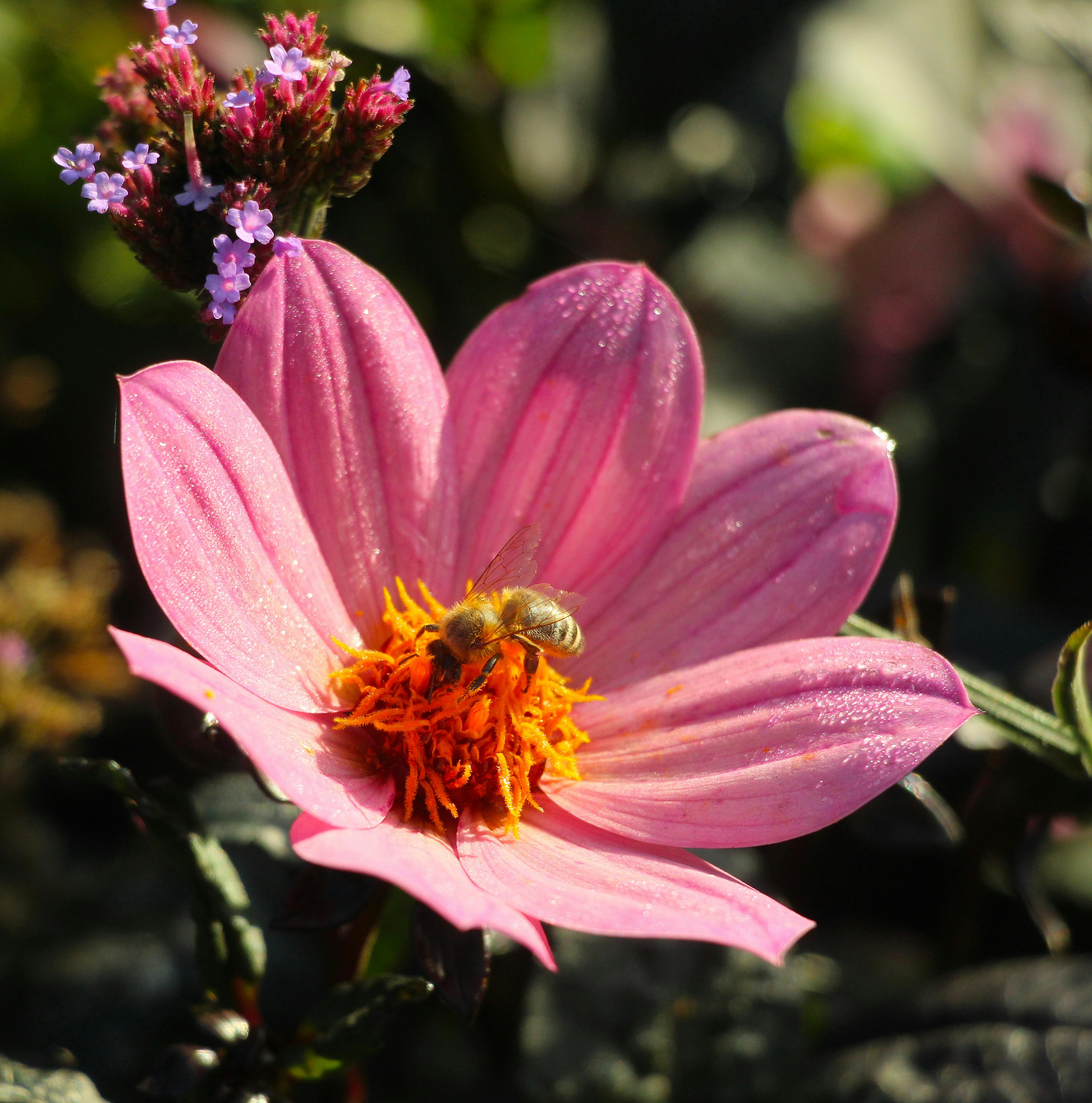 Lac Insect Photos, Download The BEST Free Lac Insect Stock Photos & HD ...