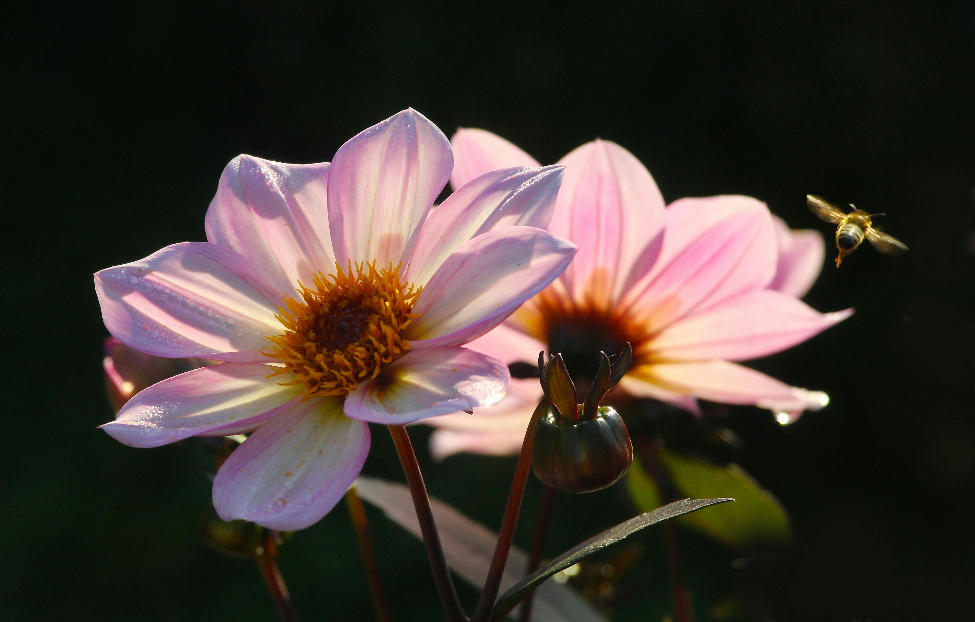 Lac Insect Photos, Download The BEST Free Lac Insect Stock Photos & HD ...