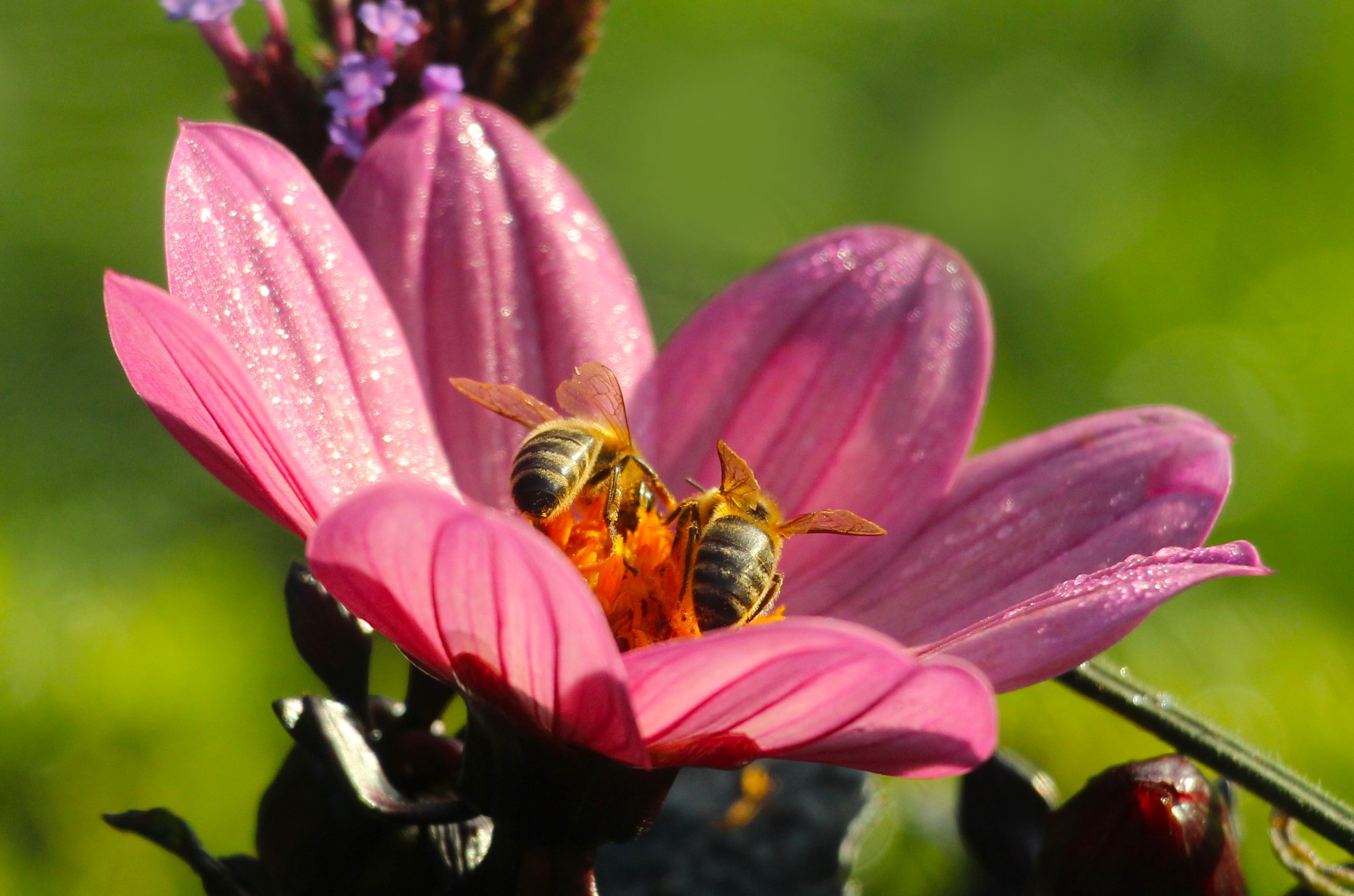 Foto de stock gratuita sobre abeja, abejas, agricultura, al aire libre ...