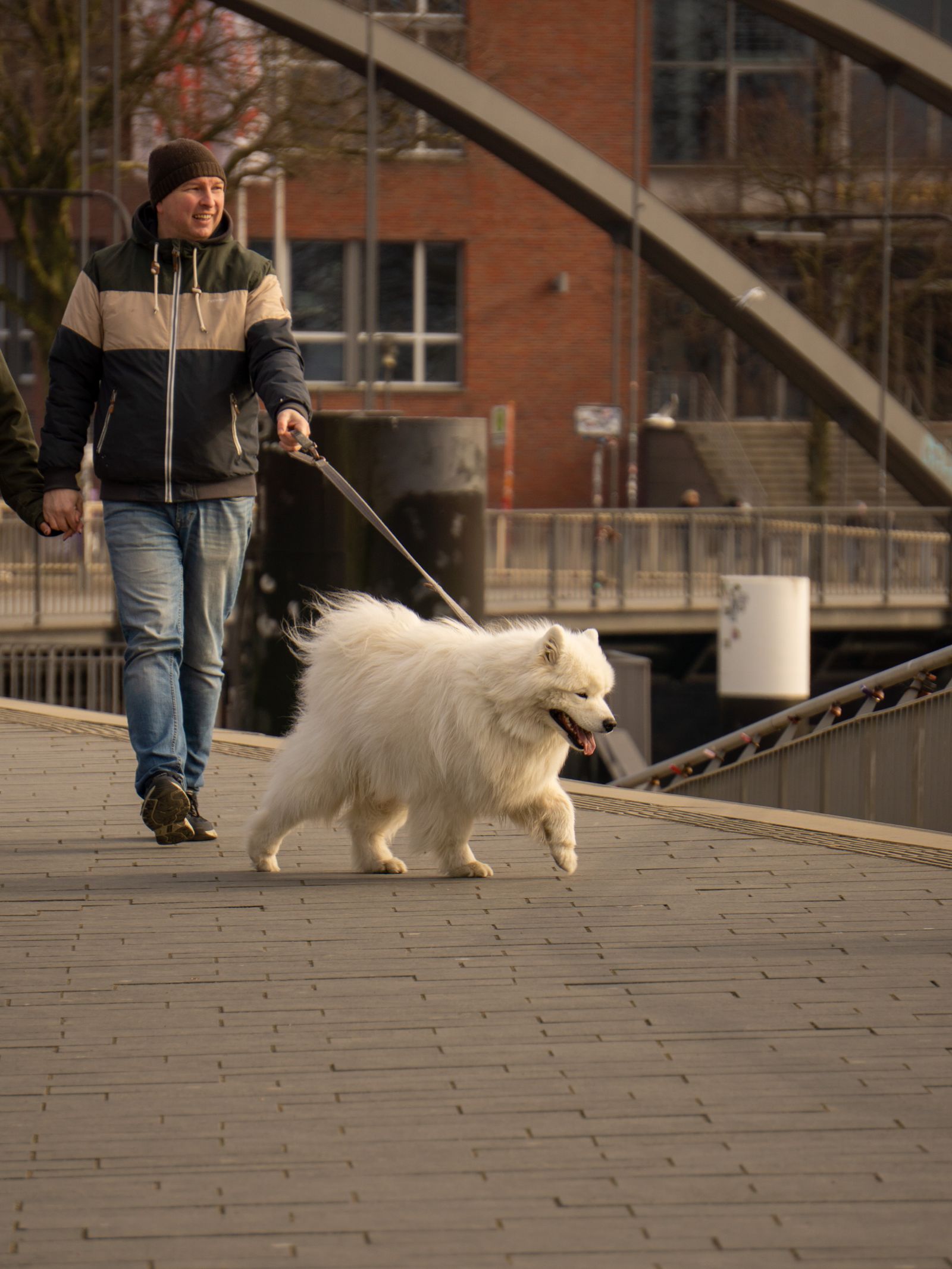 Samoyed Photos, Download The BEST Free Samoyed Stock Photos & HD Images