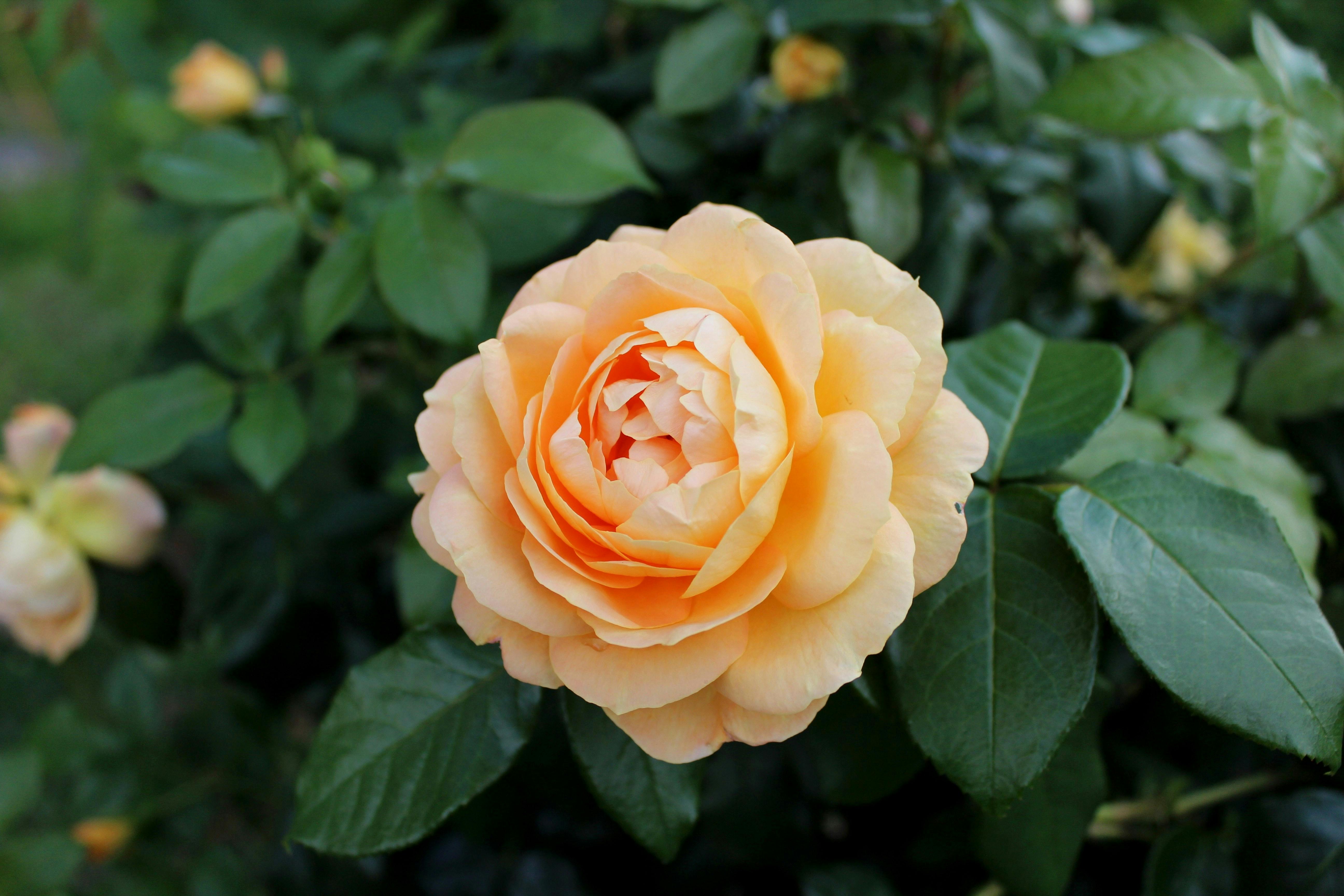 Imx+Peaches Photos, Download The BEST Free Imx+Peaches Stock Photos ...