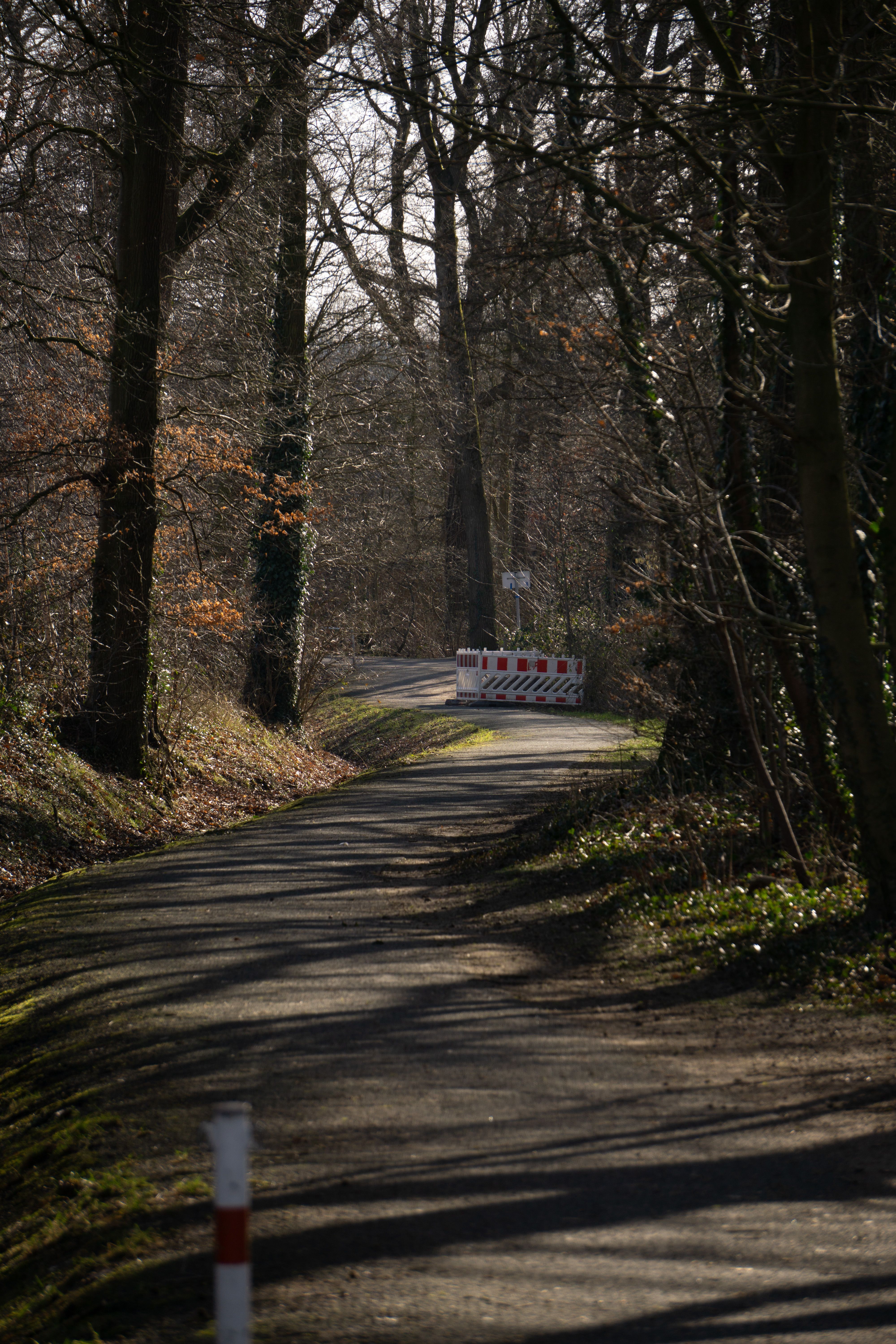 Serene Forest Pathway with Roadblock in Autumn · Free Stock Photo