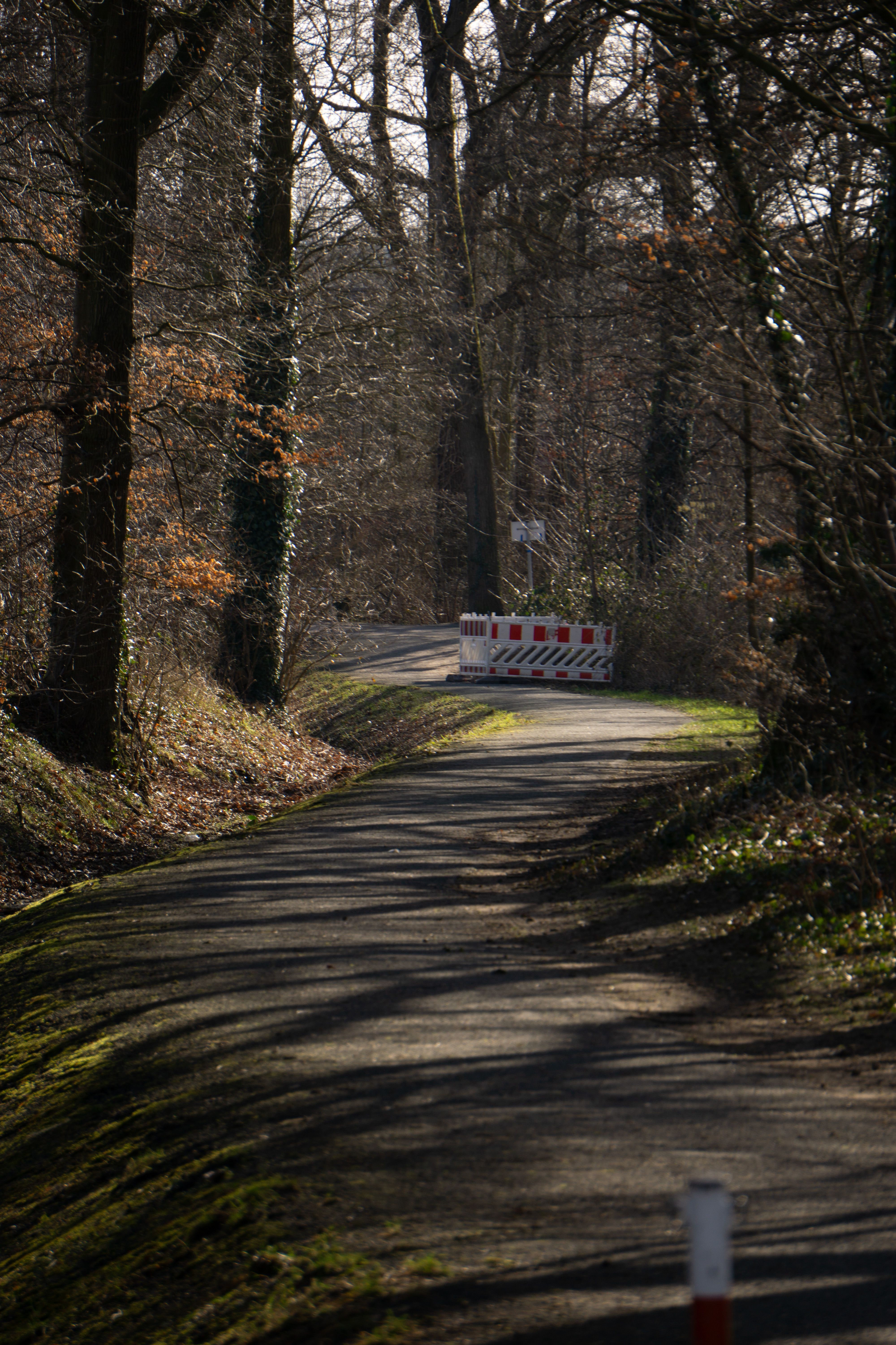 Quiet Forest Path Blocked by Construction Barrier · Free Stock Photo
