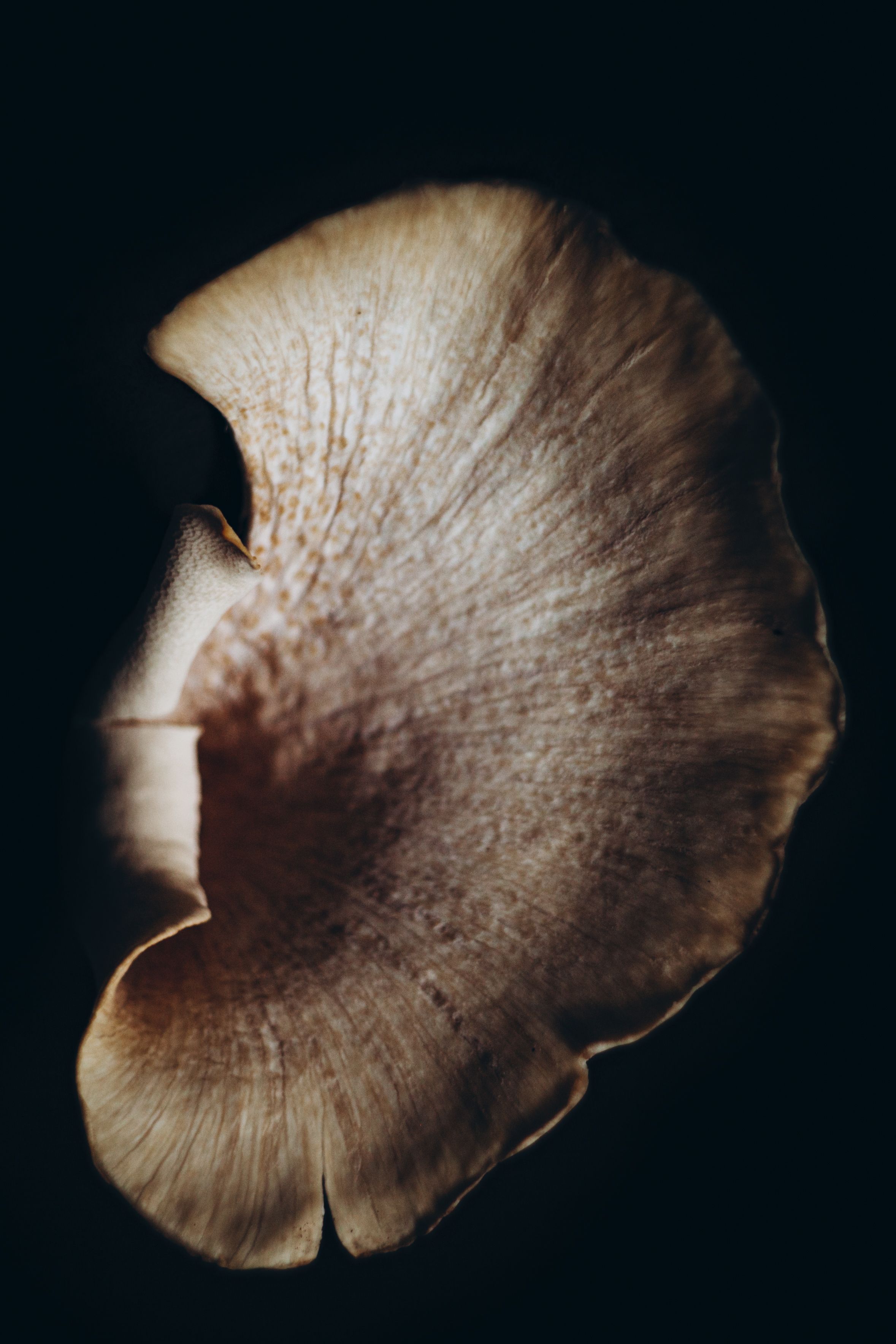Close-up of a Mushroom Cap with Artistic Lighting · Free Stock Photo
