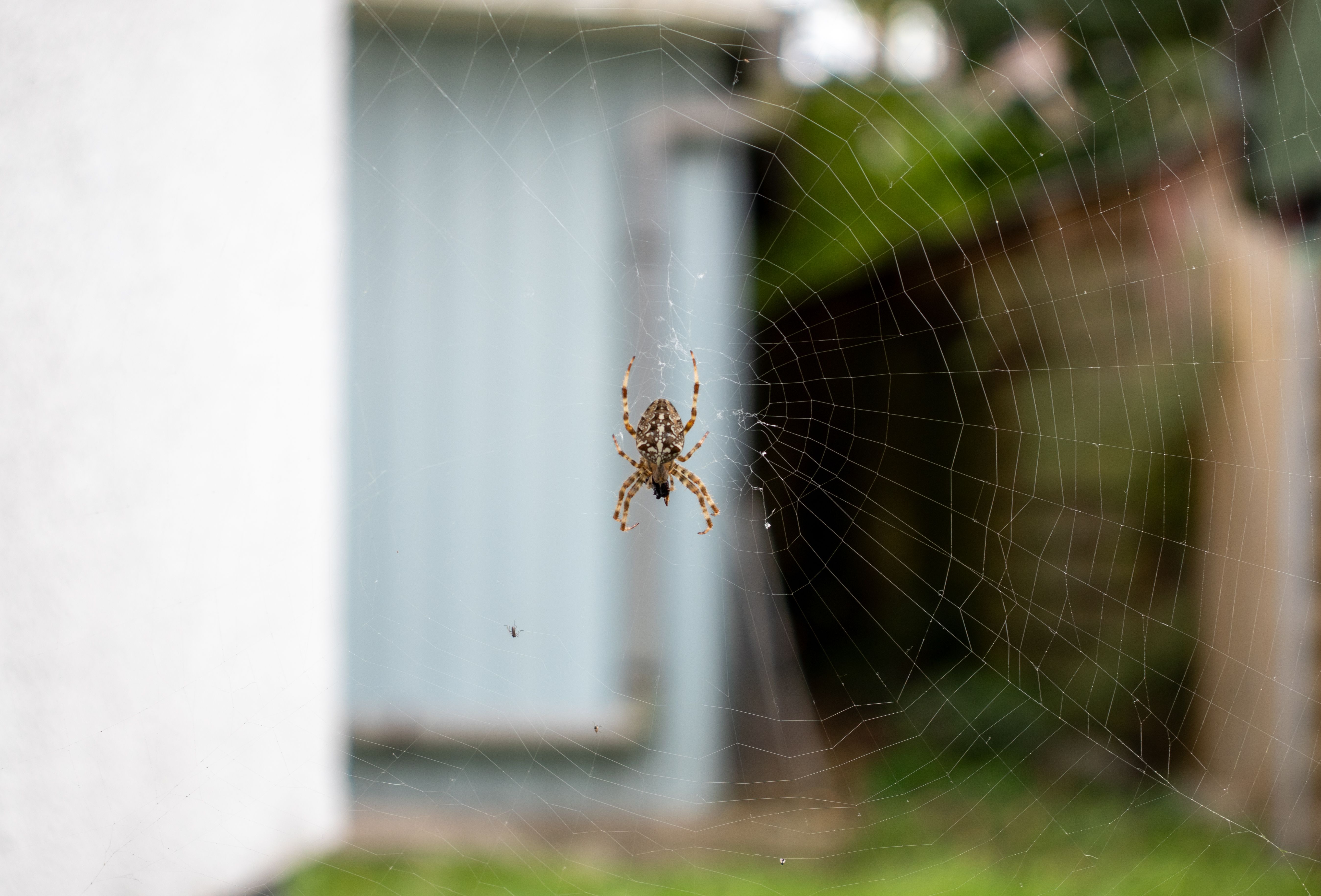Spider on Web in Backyard Setting · Free Stock Photo