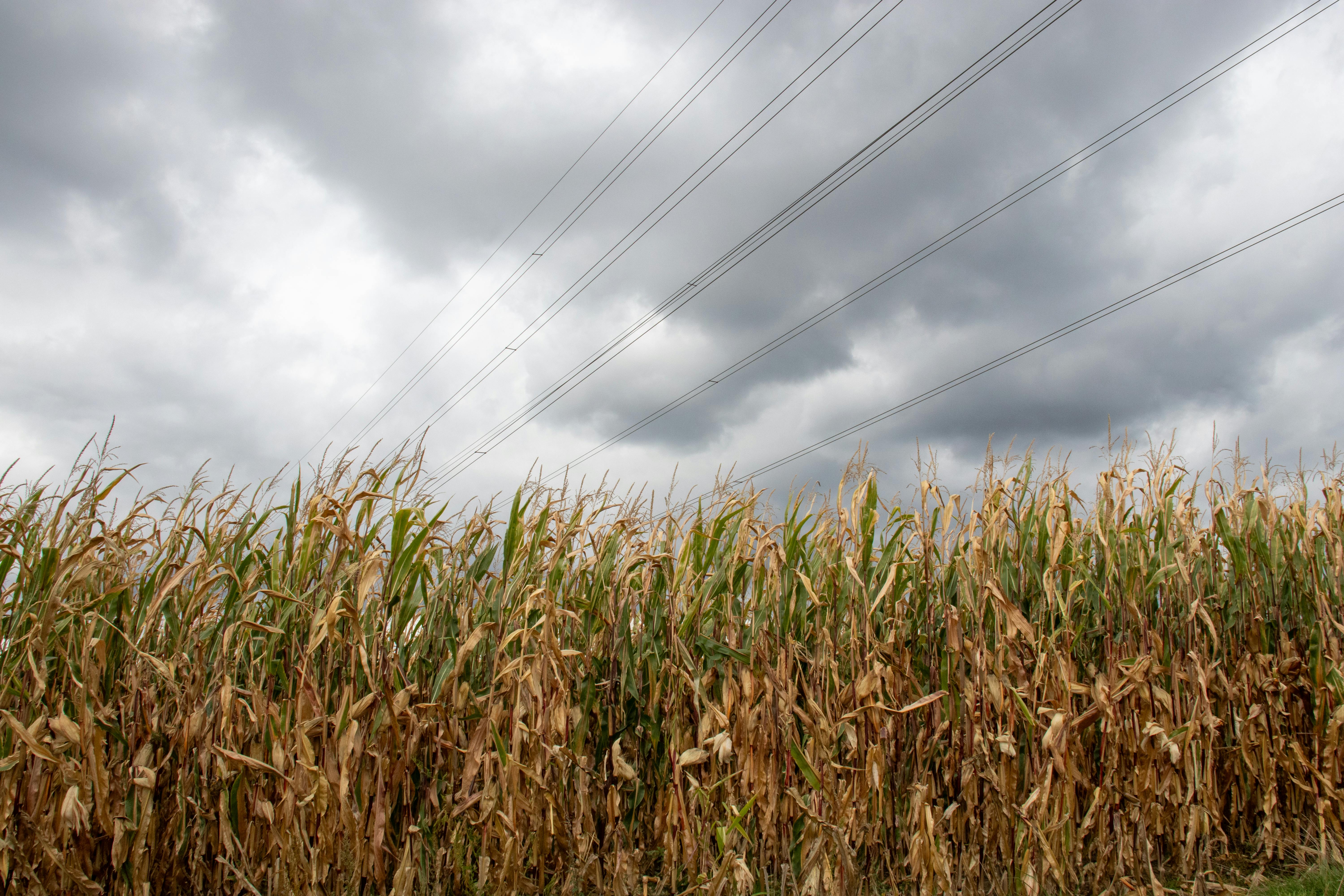 Maize Crop Photos, Download The BEST Free Maize Crop Stock Photos & HD ...