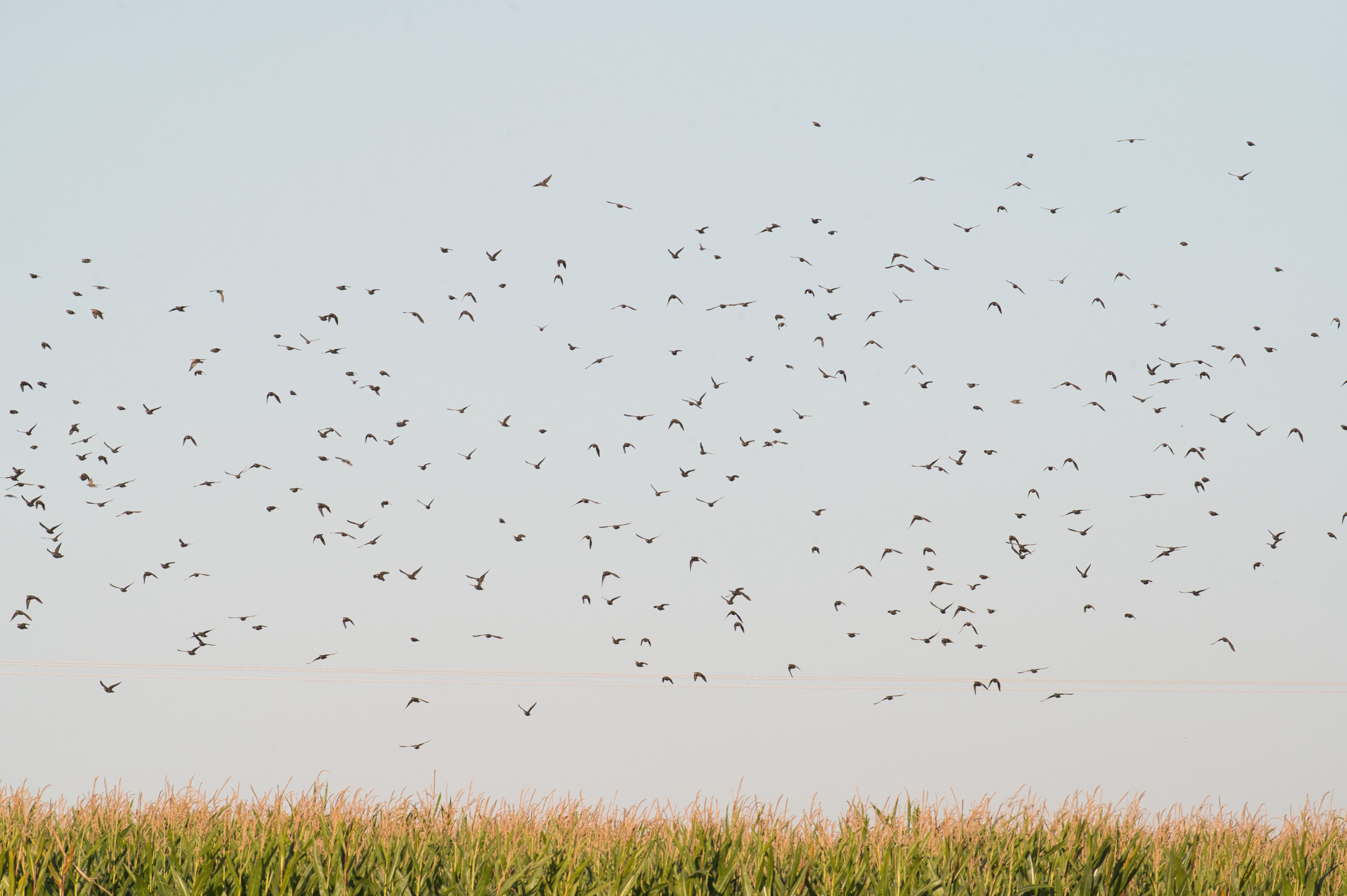 Sky With Bird Photos, Download The BEST Free Sky With Bird Stock Photos ...