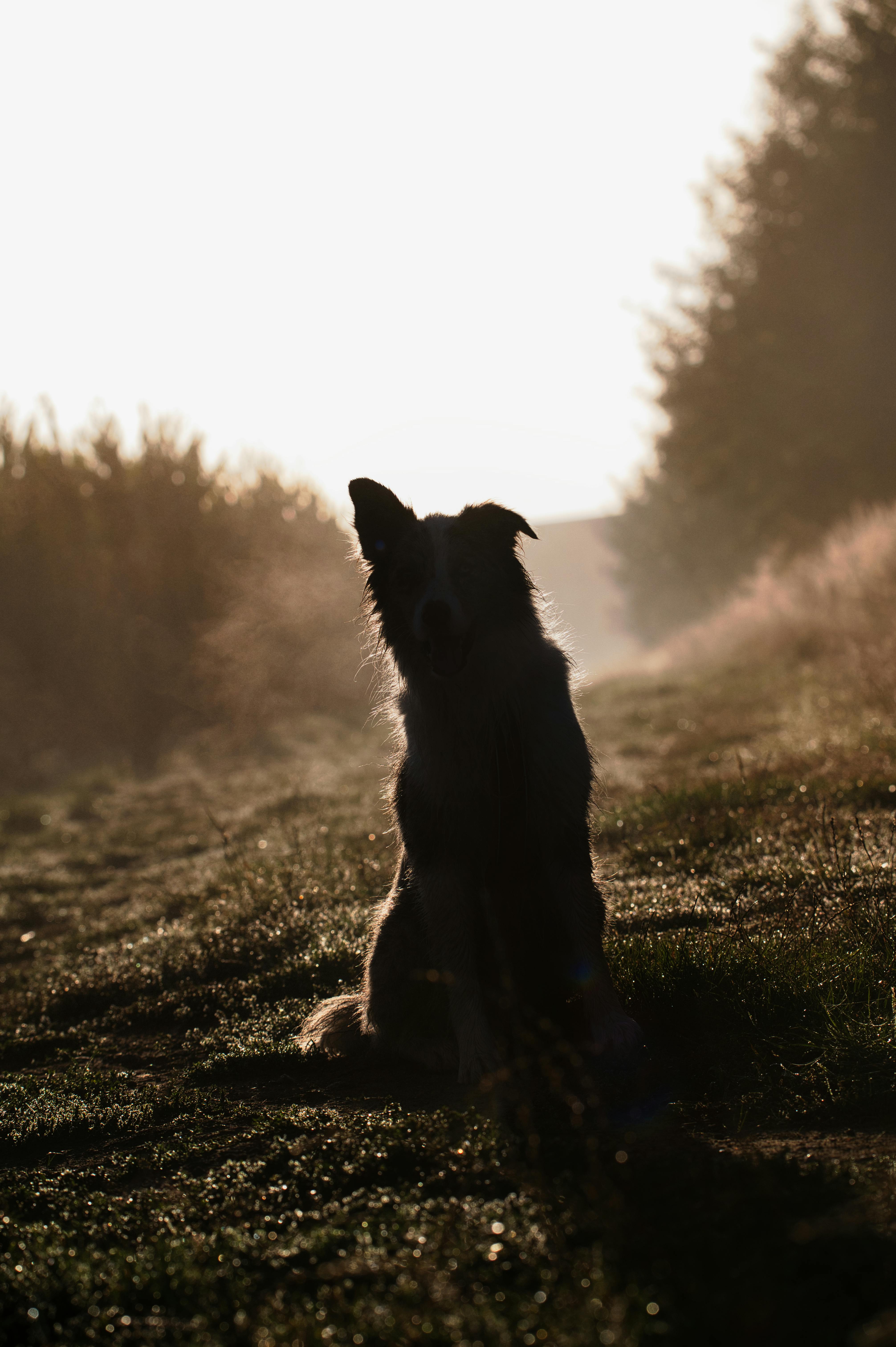 Border Clipart Photos, Download The BEST Free Border Clipart Stock ...