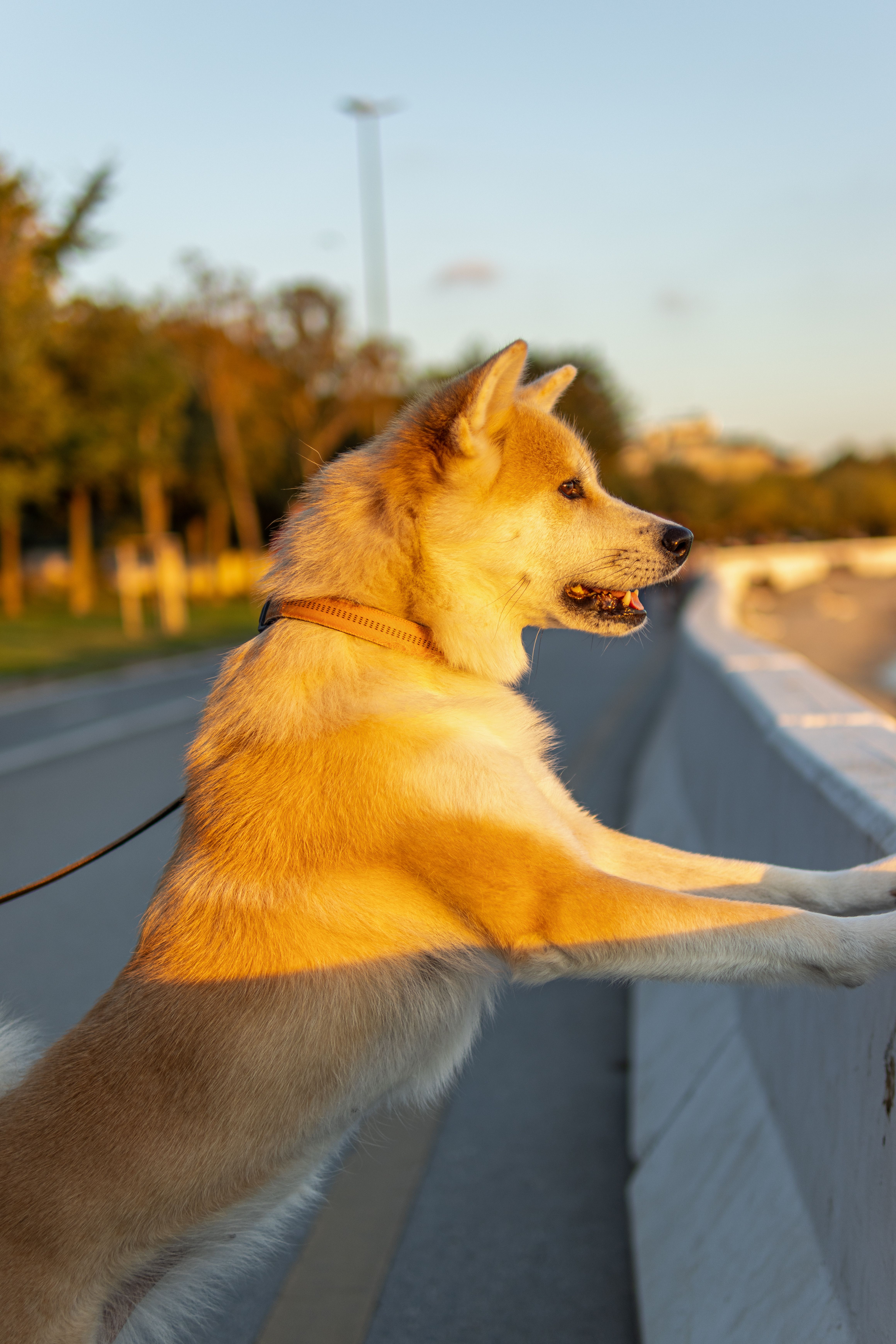 Karescha Dog Photos, Download The BEST Free Karescha Dog Stock Photos ...
