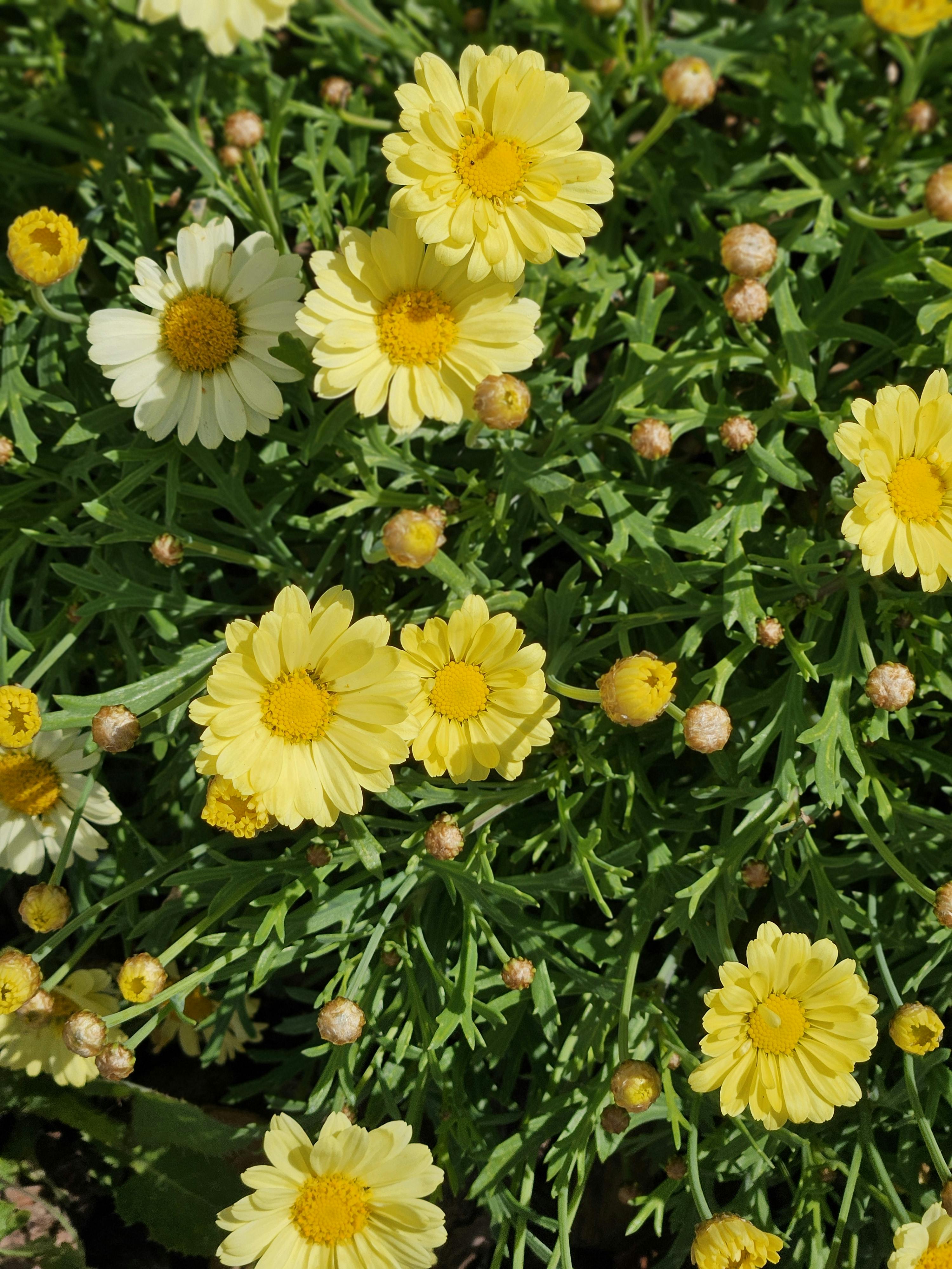 Budding Pokies Photos, Download The BEST Free Budding Pokies Stock Photos & HD Images