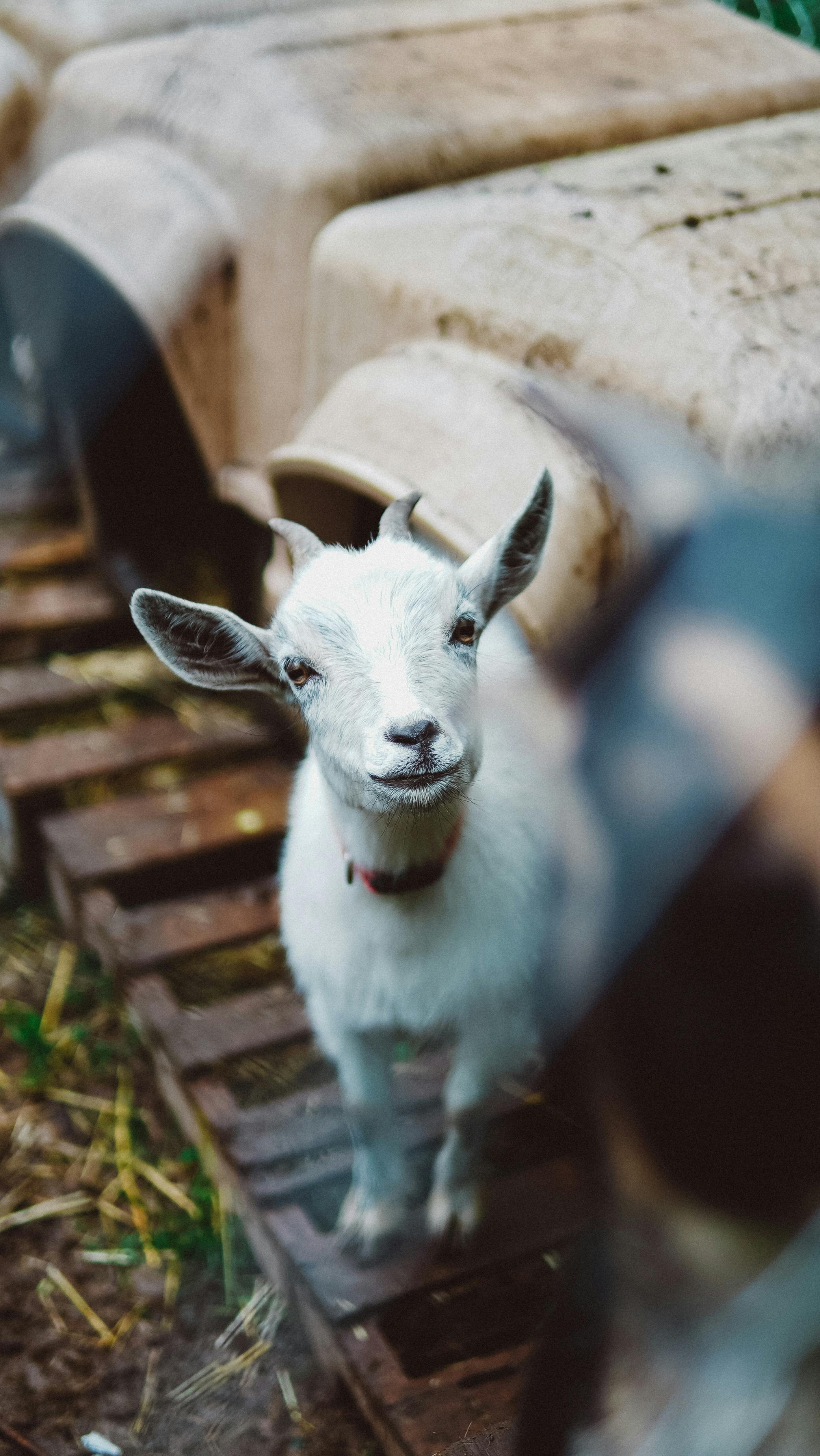 Goat Kid on Pavement · Free Stock Photo