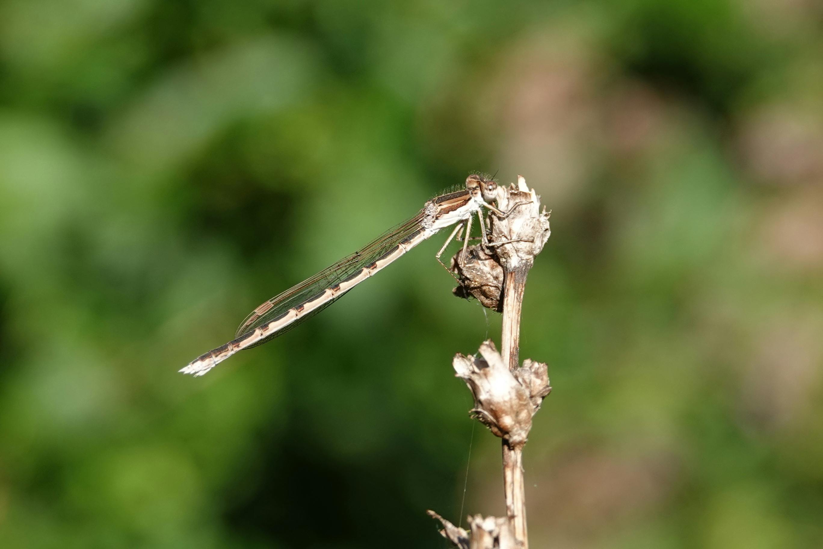 Lac Insect Photos, Download The BEST Free Lac Insect Stock Photos & HD ...