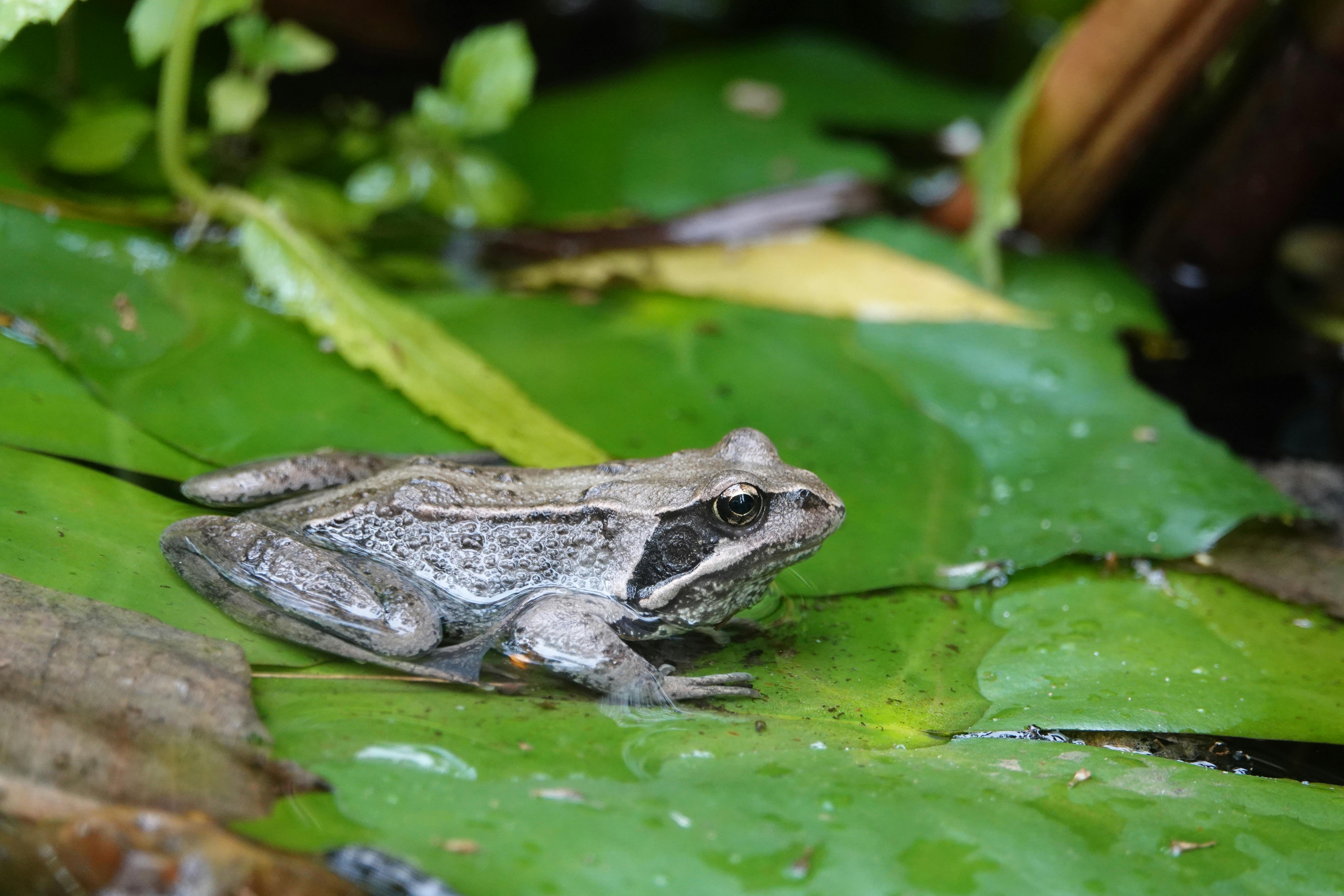Frogs Photos, Download The BEST Free Frogs Stock Photos & HD Images