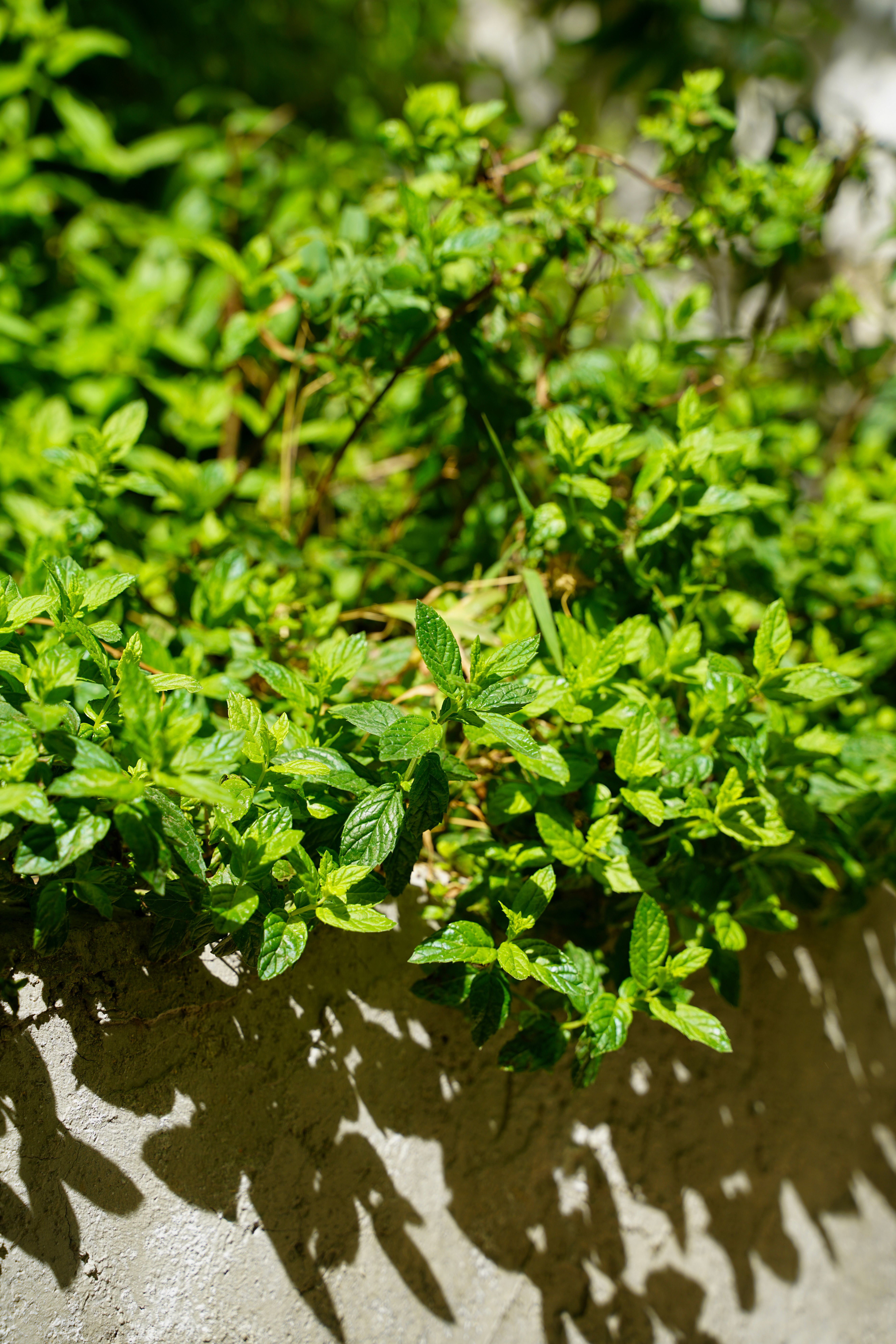 Bushy Butterfaces Photos, Download The BEST Free Bushy Butterfaces ...