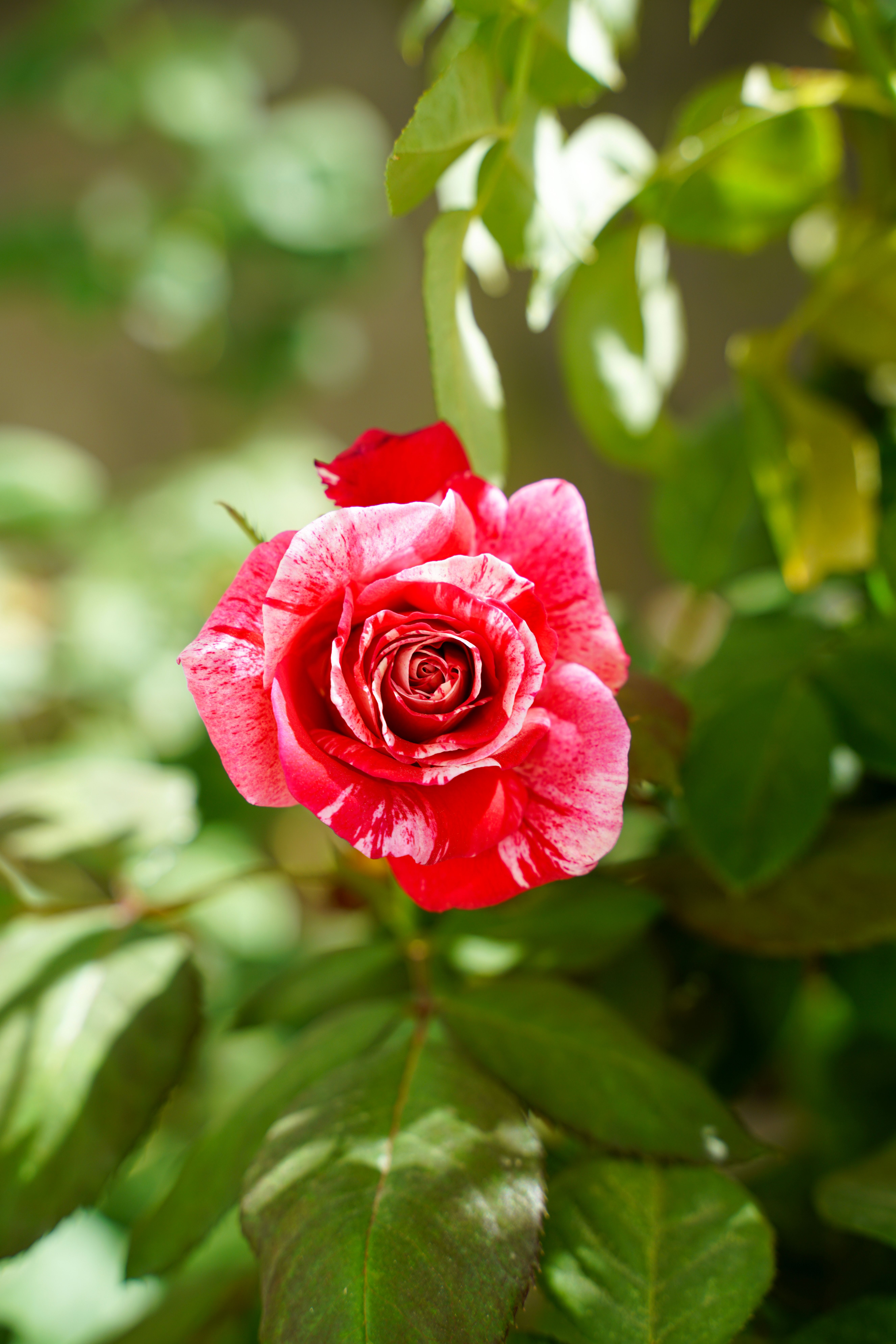 Living Things Photos, Download The BEST Free Living Things Stock Photos ...