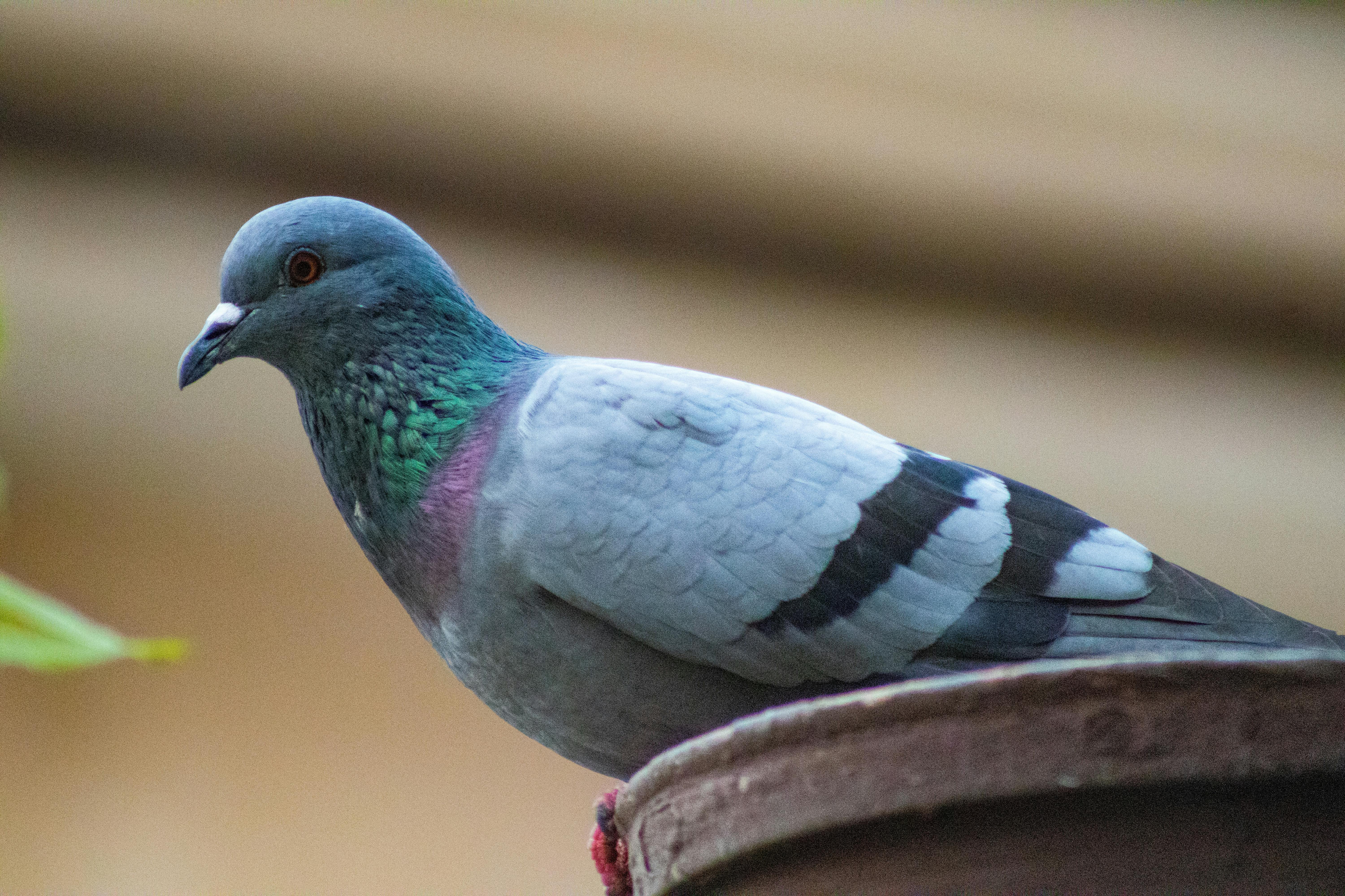 Beautiful Birds Photos, Download The BEST Free Beautiful Birds Stock ...