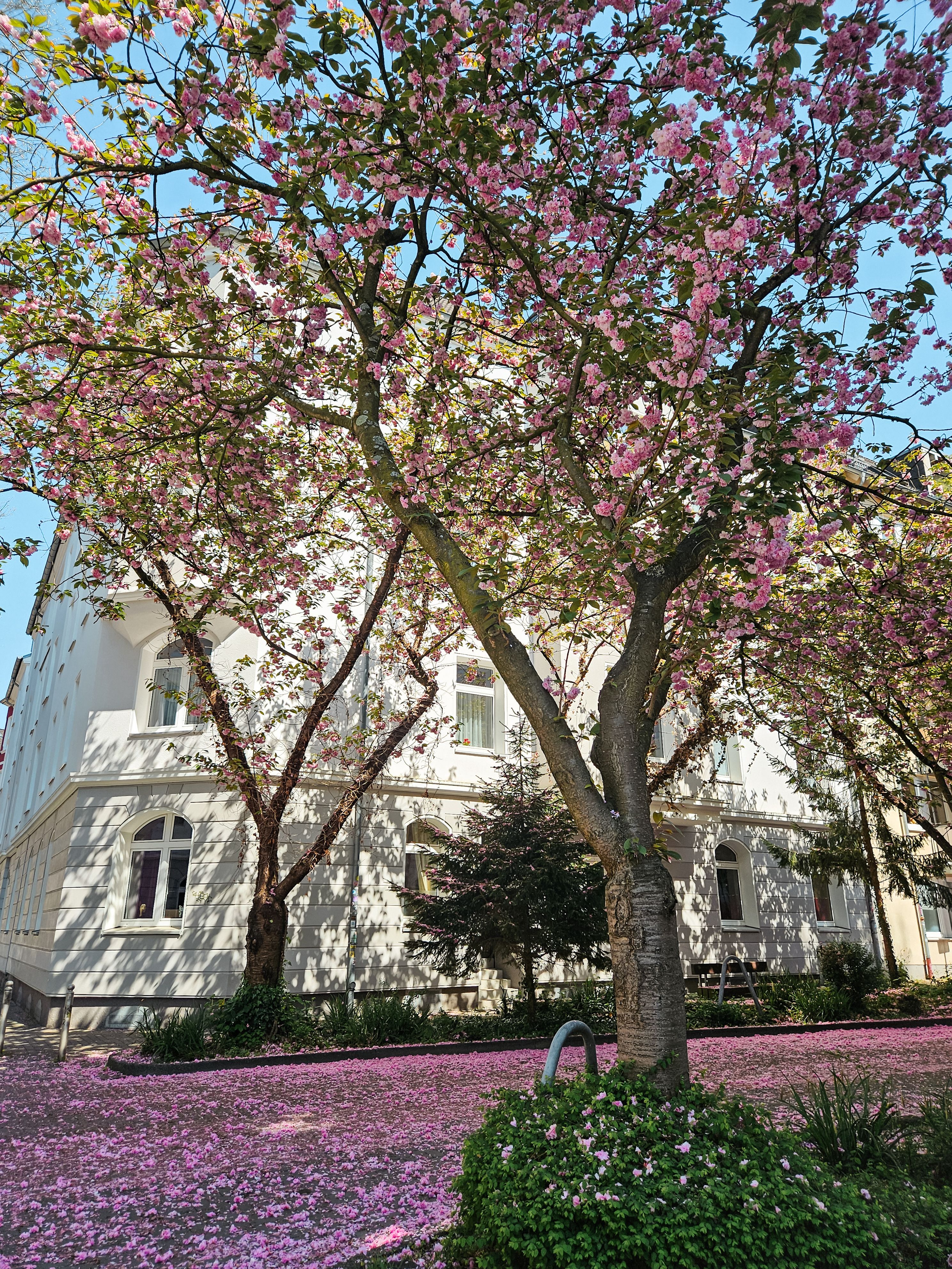 Cherry Blossom Trees by Historic Building · Free Stock Photo