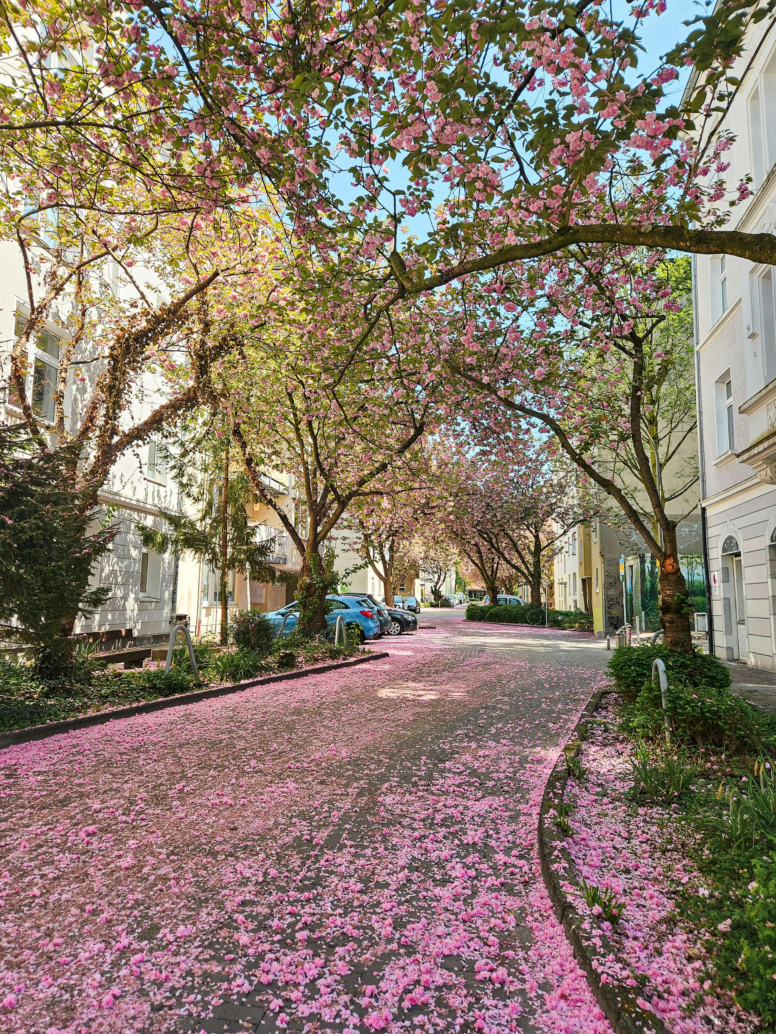 Blooming Cherry Blossom Street in Spring · Free Stock Photo