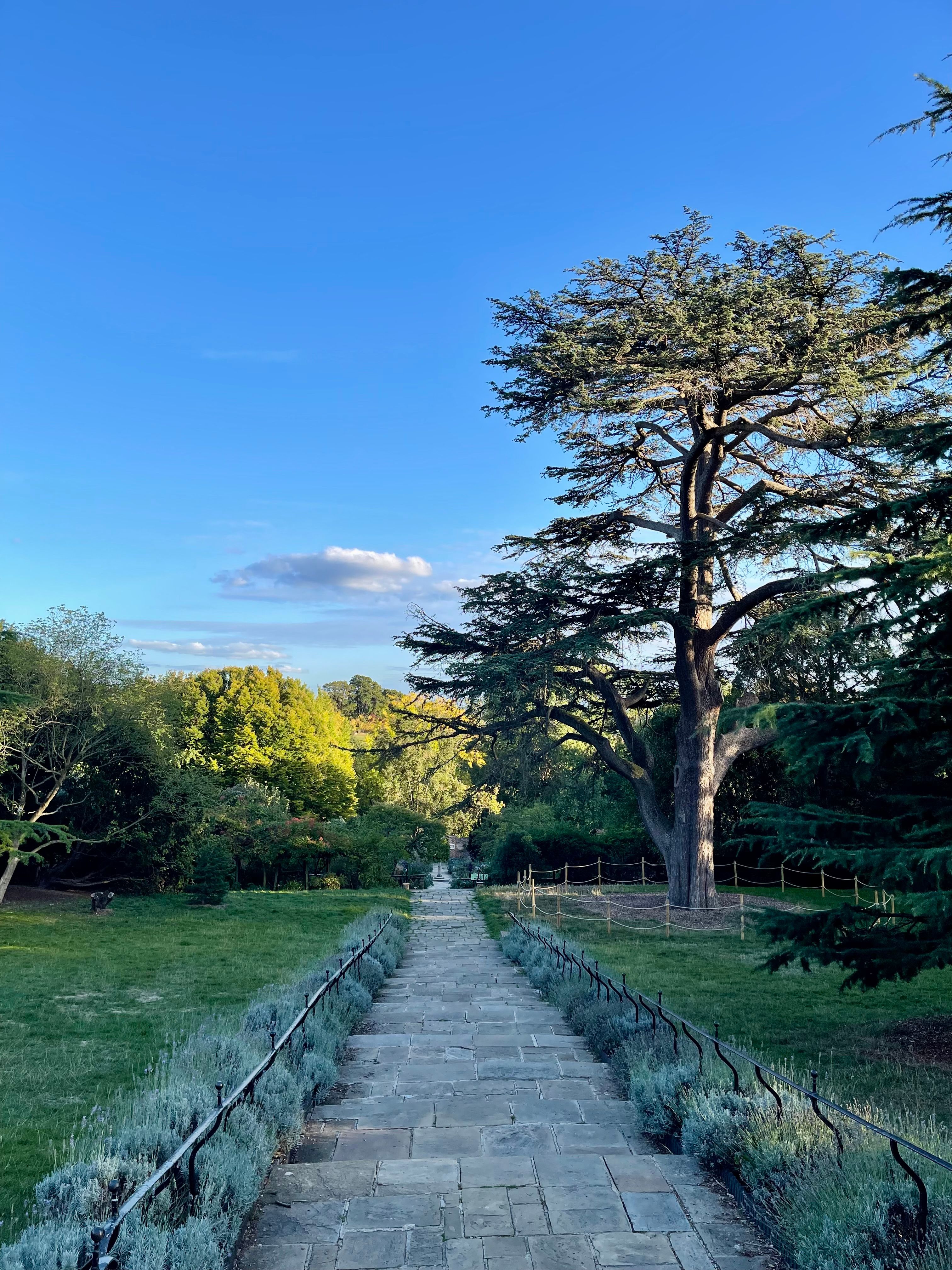 Serene Garden Path with Towering Tree and Blue Sky · Free Stock Photo