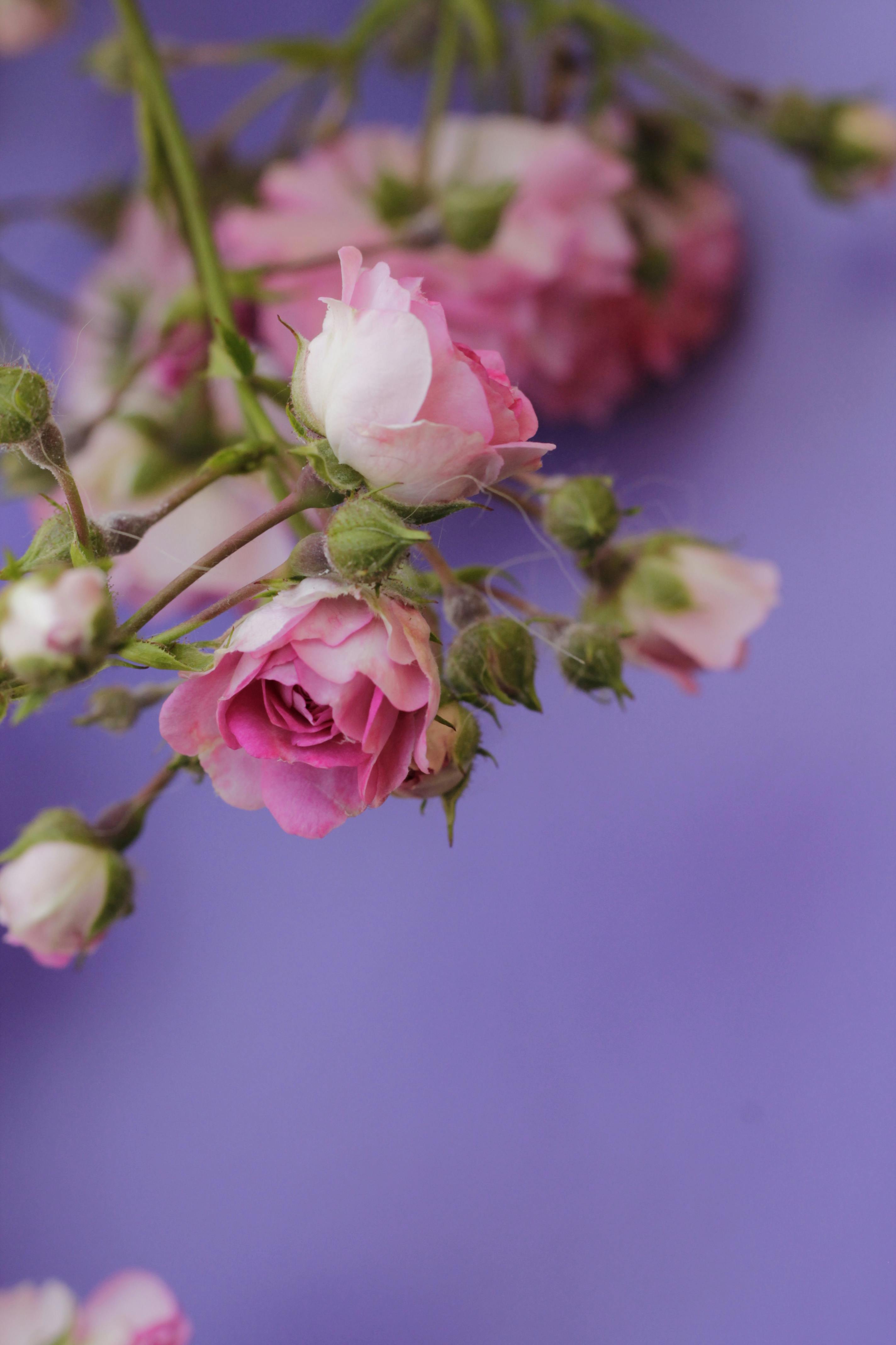 Close-up of Vibrant Pink Roses on Purple Background · Free Stock Photo