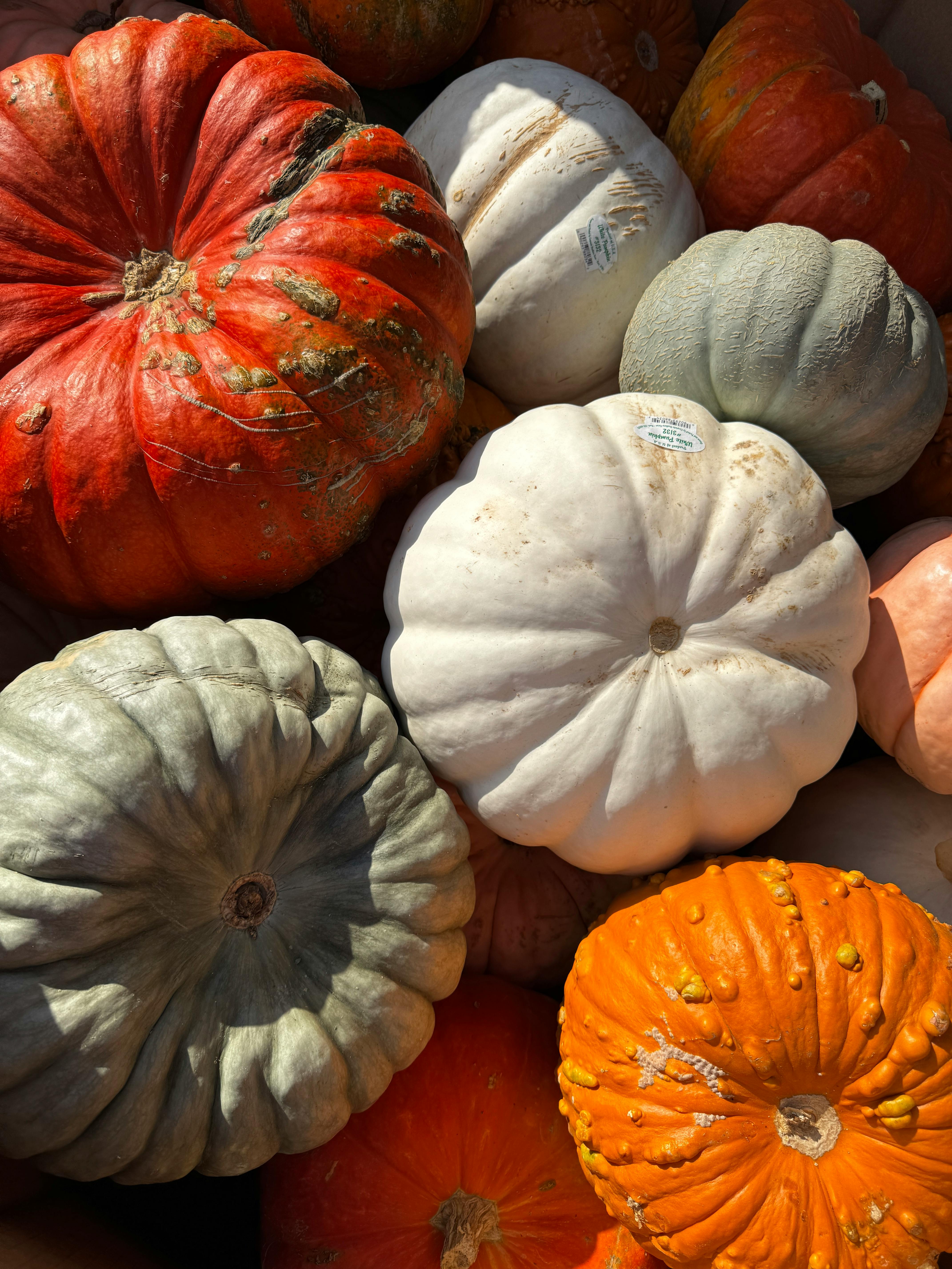 Squash Photos, Download The BEST Free Squash Stock Photos & HD Images