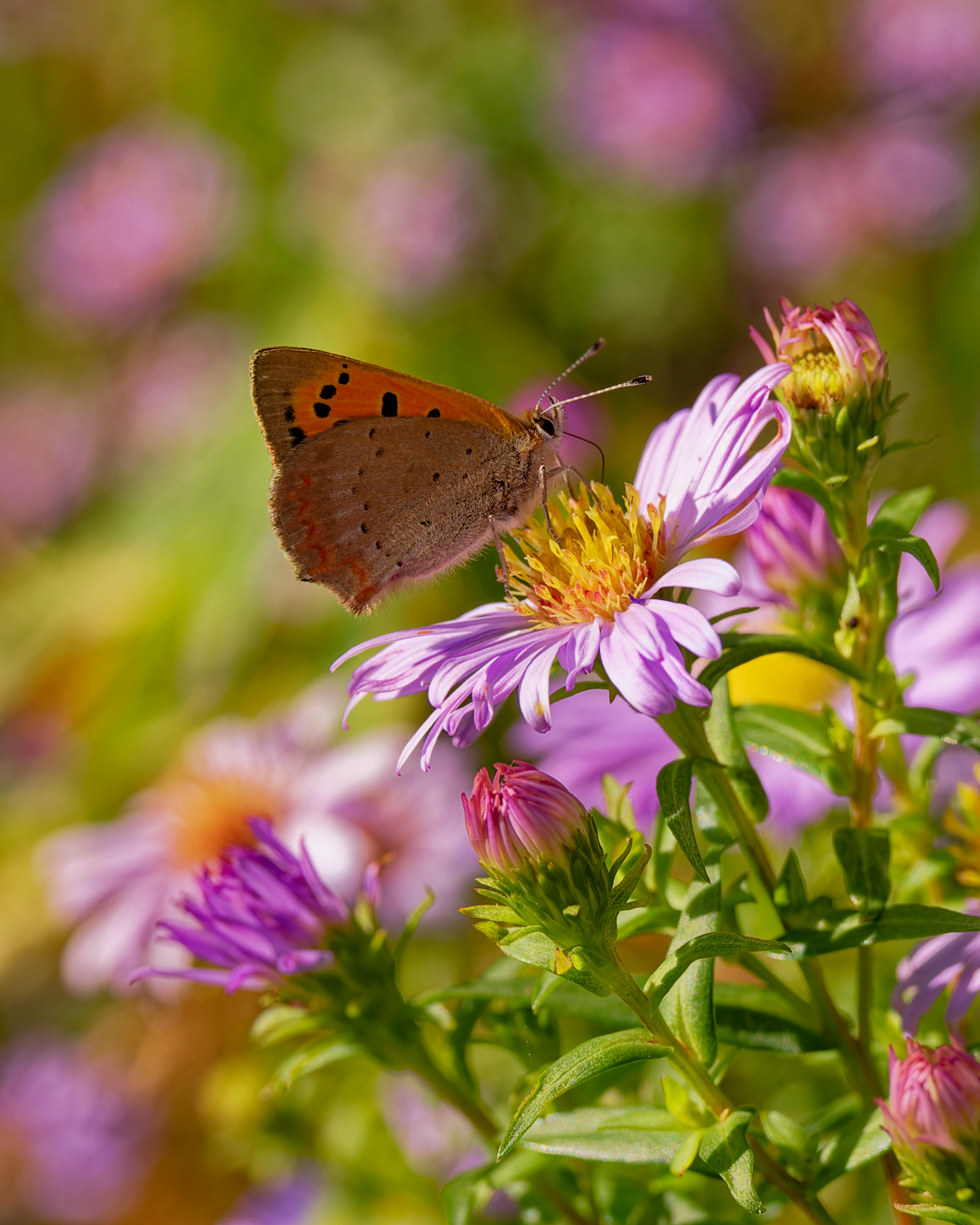 Lac Insect Photos, Download The BEST Free Lac Insect Stock Photos & HD ...