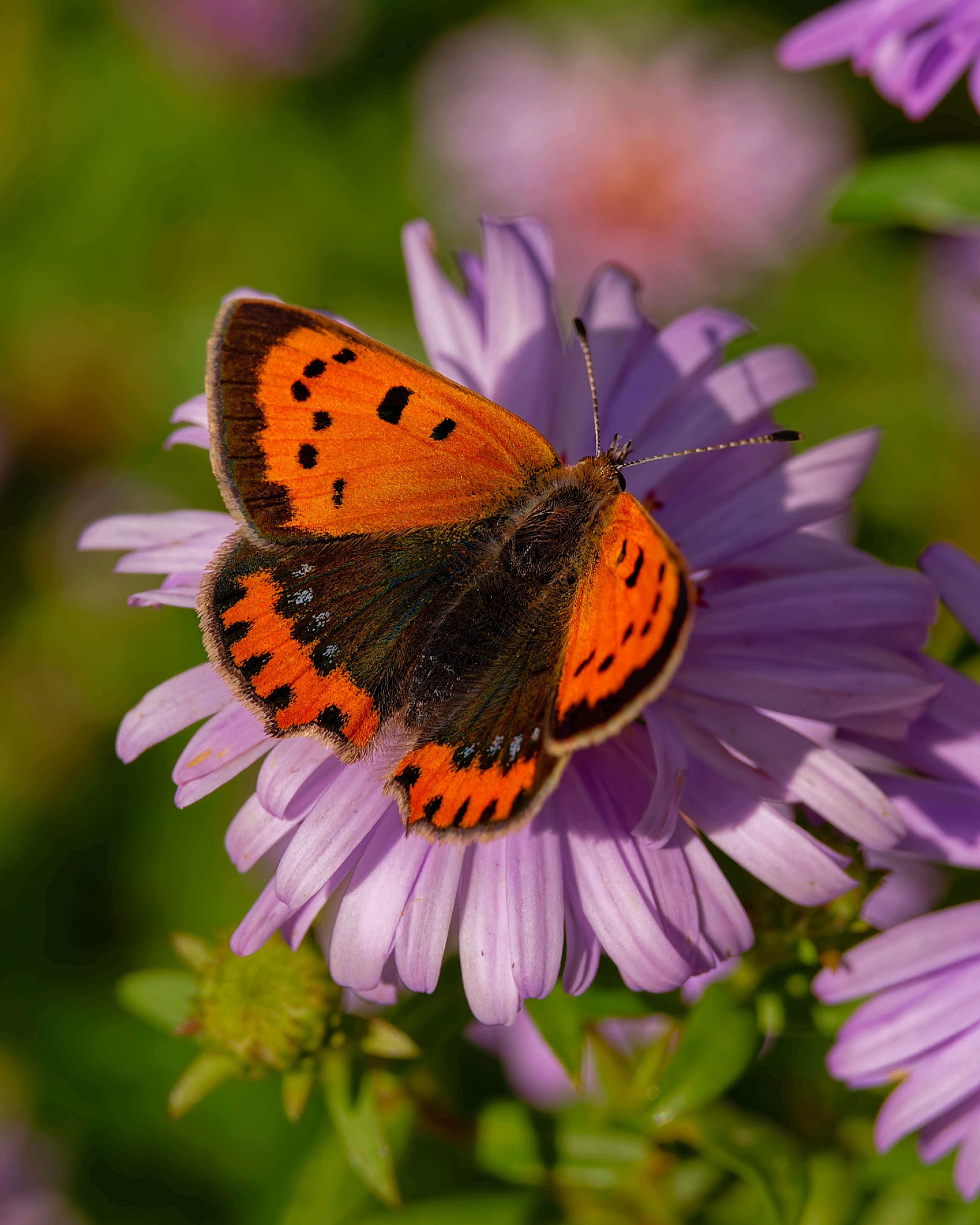 Lac Insect Photos, Download The BEST Free Lac Insect Stock Photos & HD ...