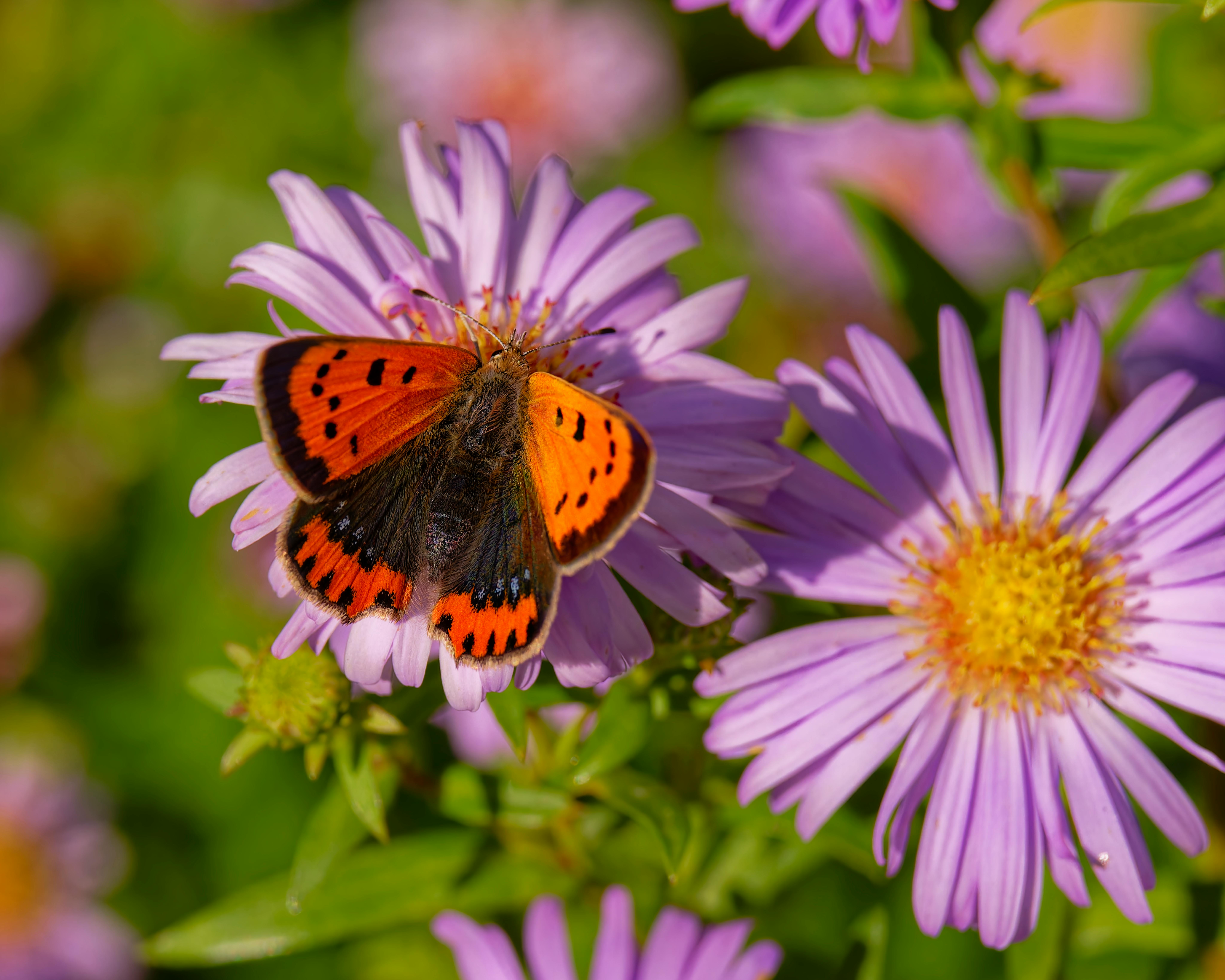 Lac Insect Photos, Download The BEST Free Lac Insect Stock Photos & HD ...