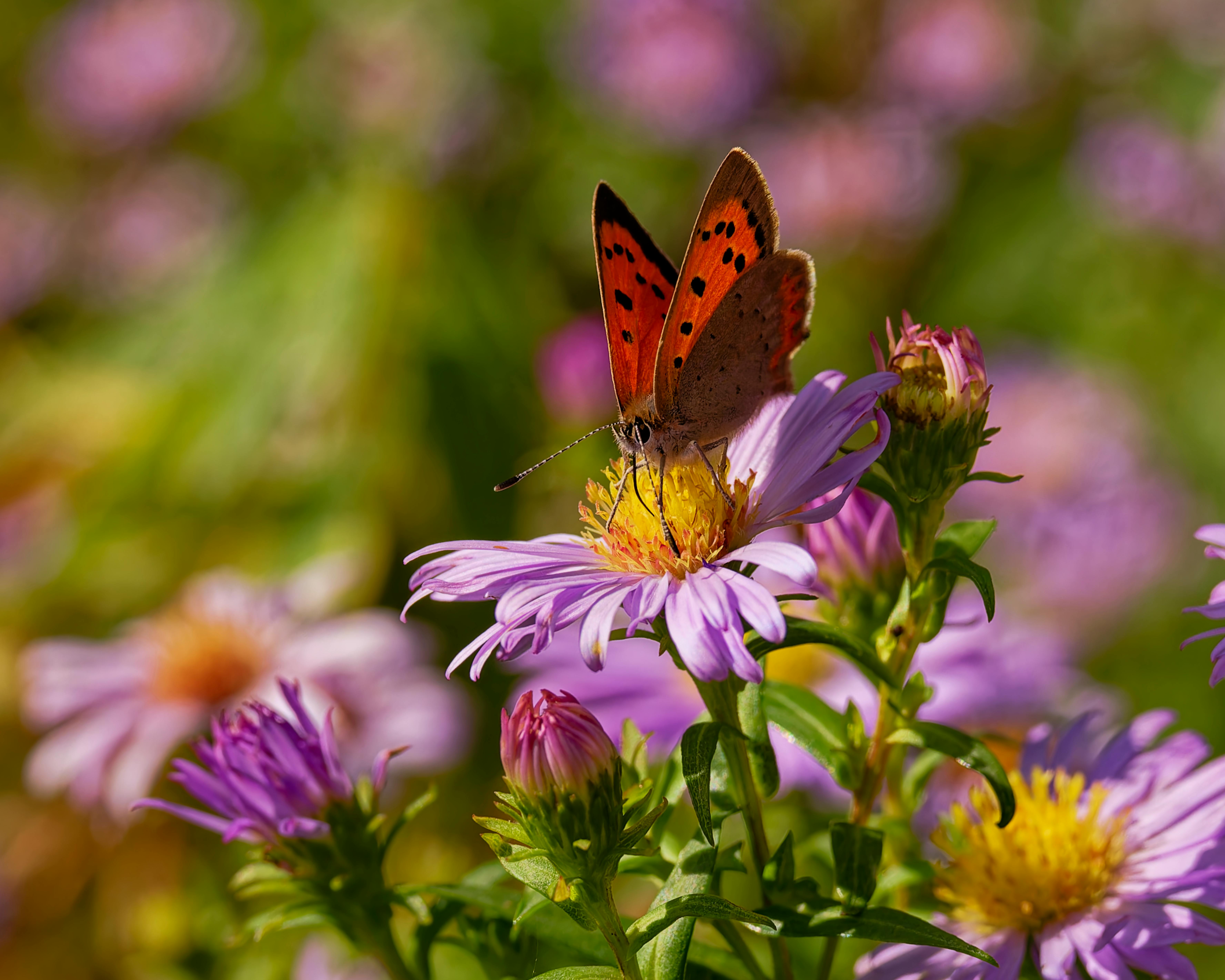 Lac Insect Photos, Download The BEST Free Lac Insect Stock Photos & HD ...