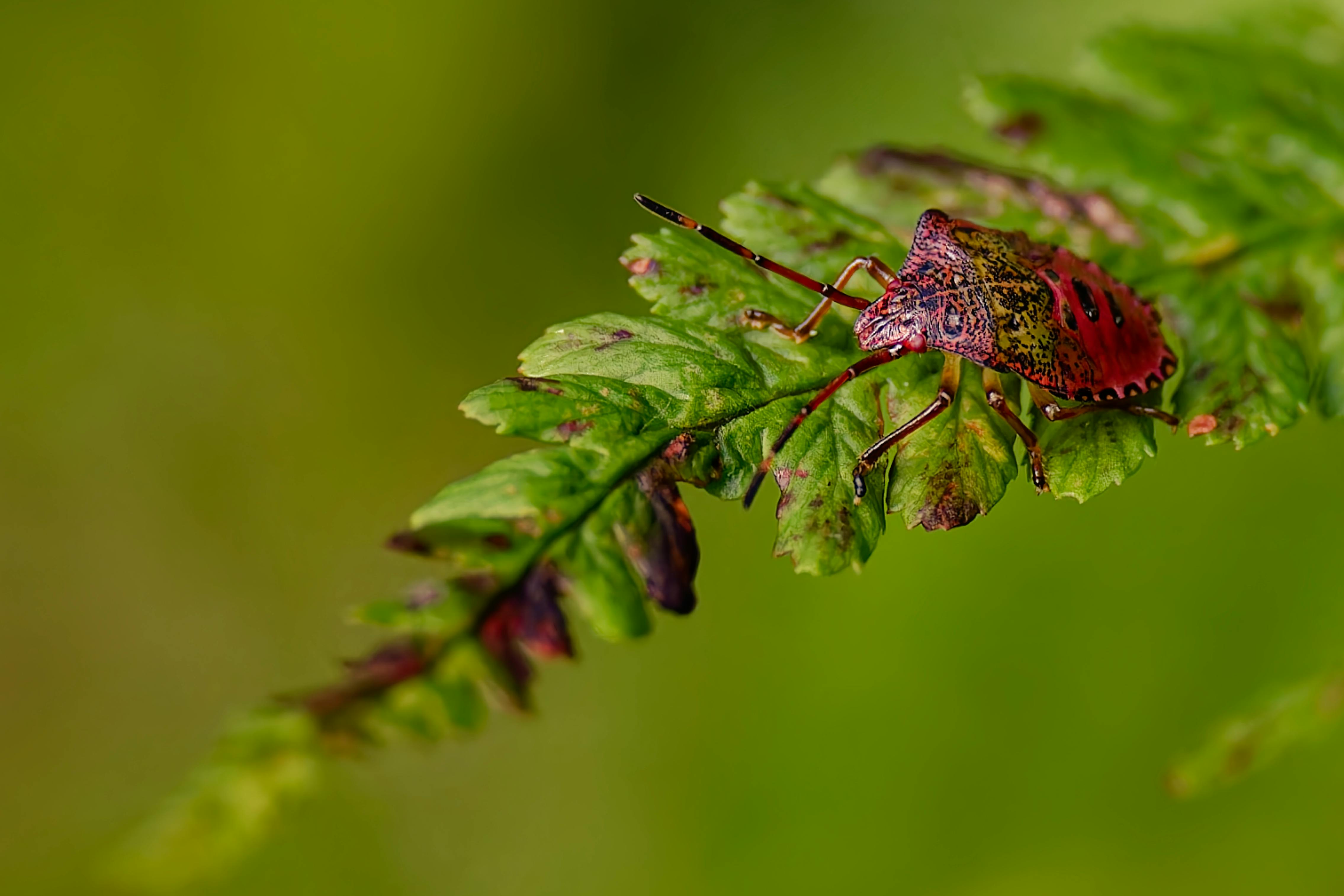 Lac Insect Photos, Download The BEST Free Lac Insect Stock Photos & HD ...