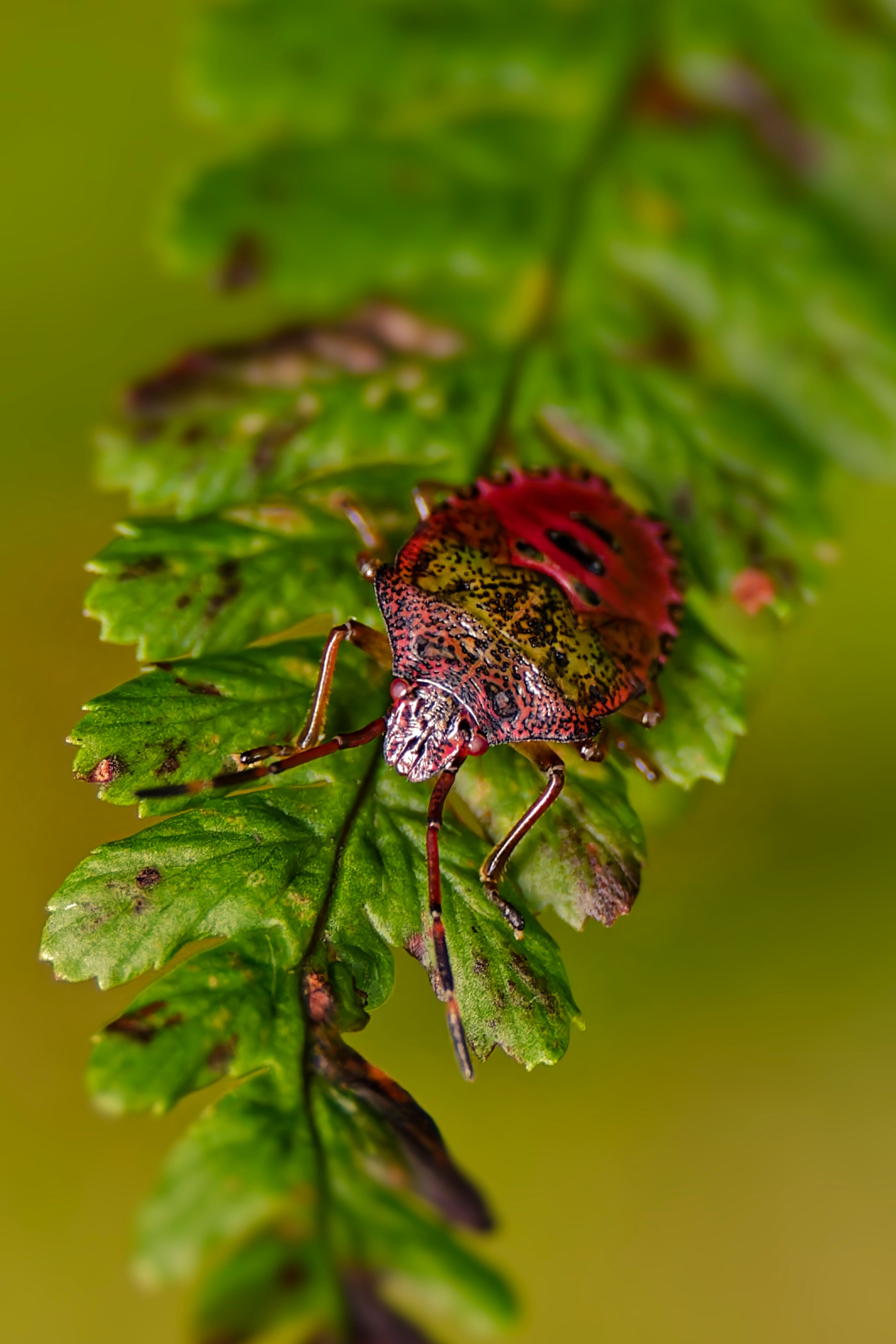 Lac Insect Photos, Download The BEST Free Lac Insect Stock Photos & HD ...