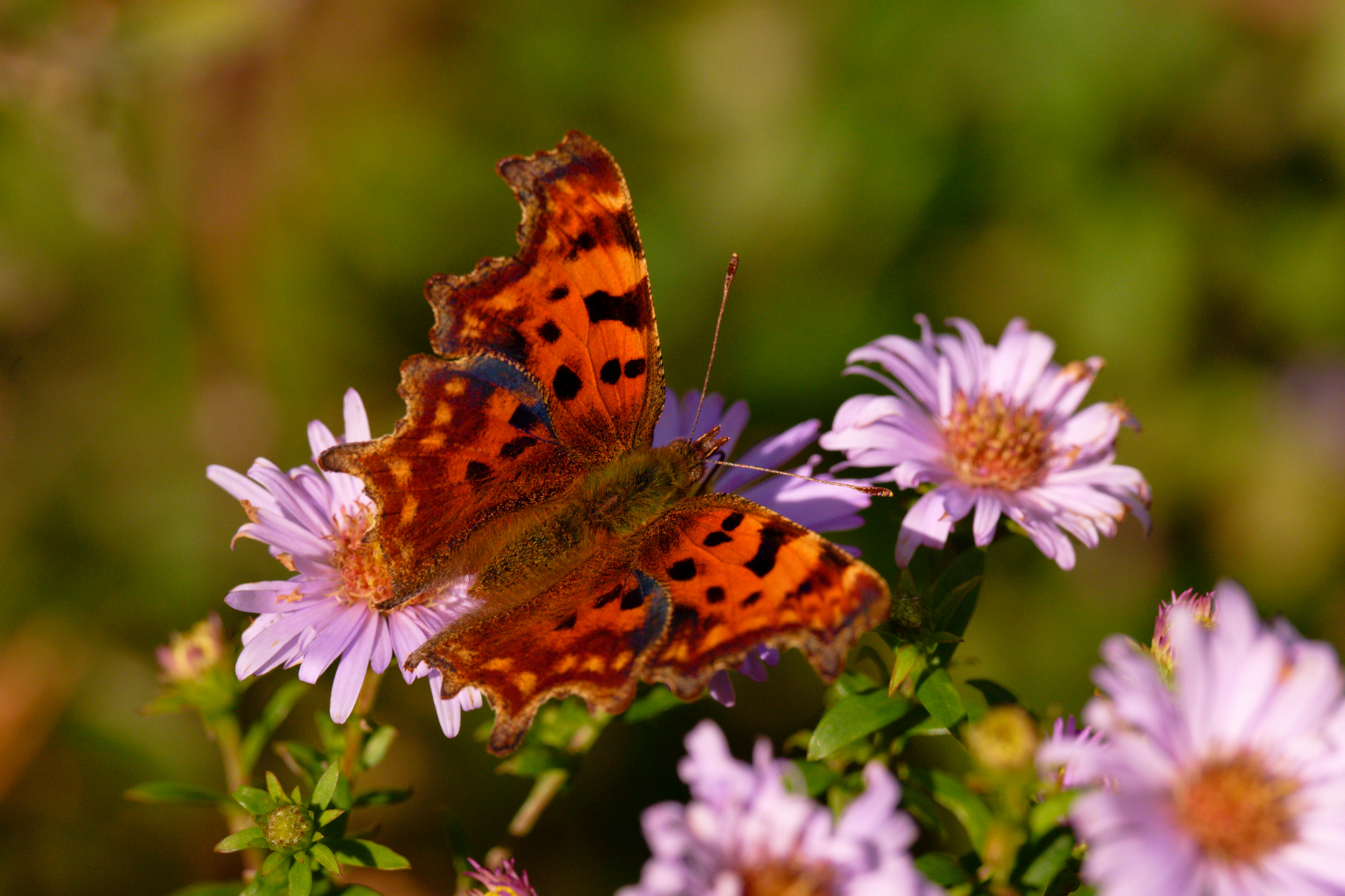 Lac Insect Photos, Download The BEST Free Lac Insect Stock Photos & HD ...