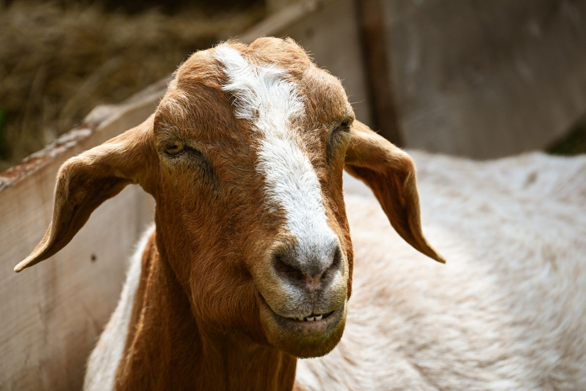 Goat Face Photos, Download The BEST Free Goat Face Stock Photos & HD Images