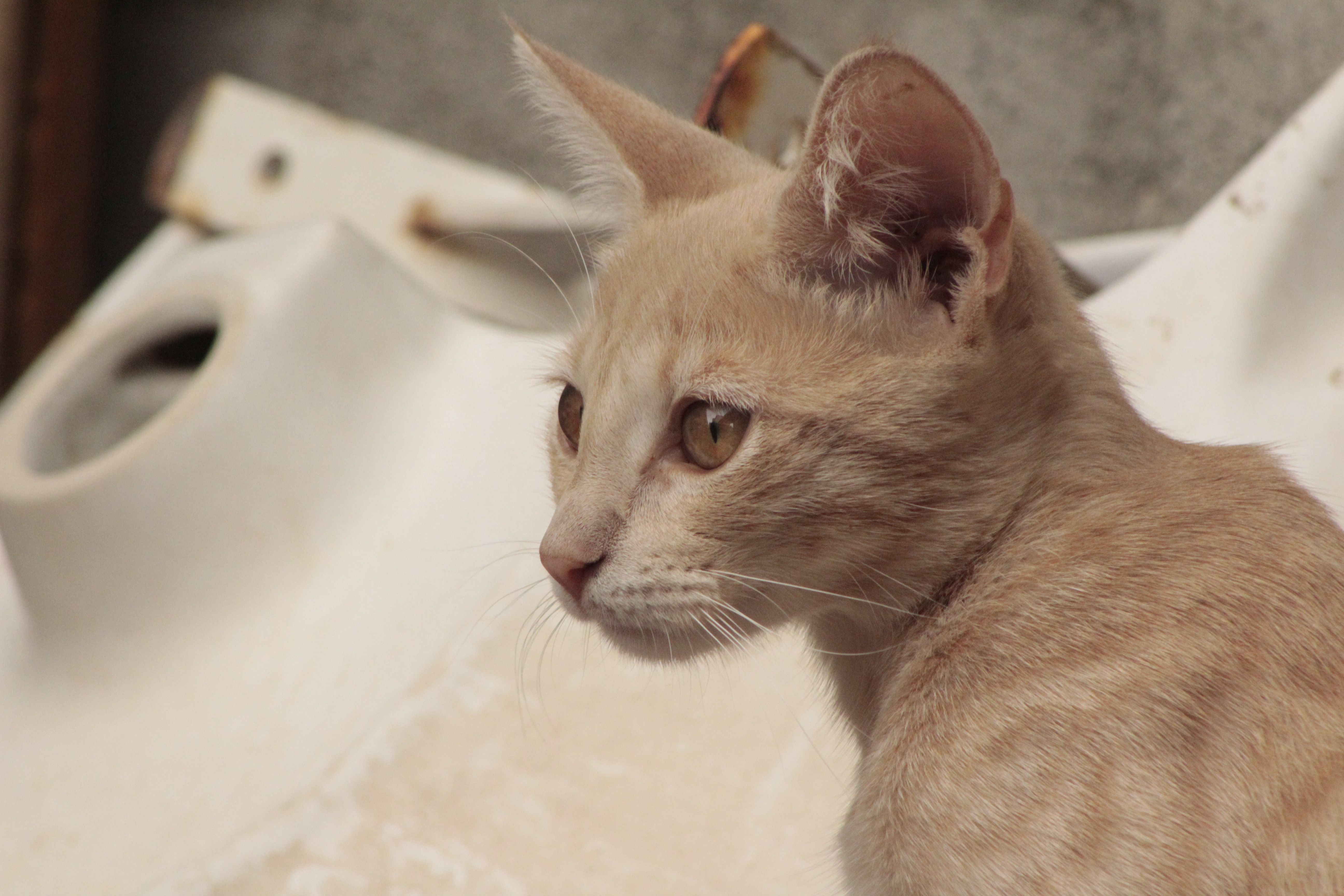 Close-up of a Cream-Colored Domestic Cat · Free Stock Photo
