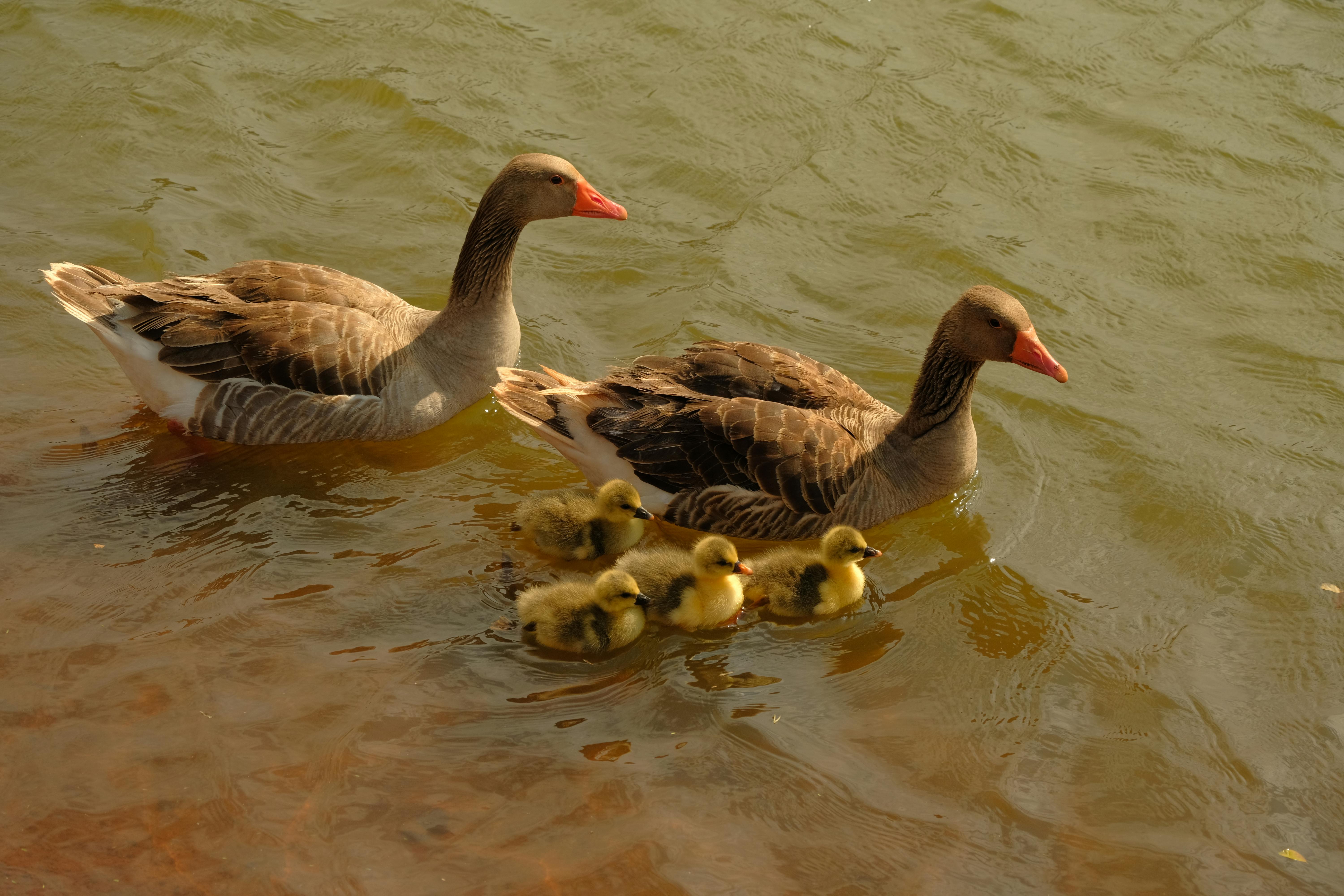 Balu Mama Photos, Download The BEST Free Balu Mama Stock Photos & HD Images