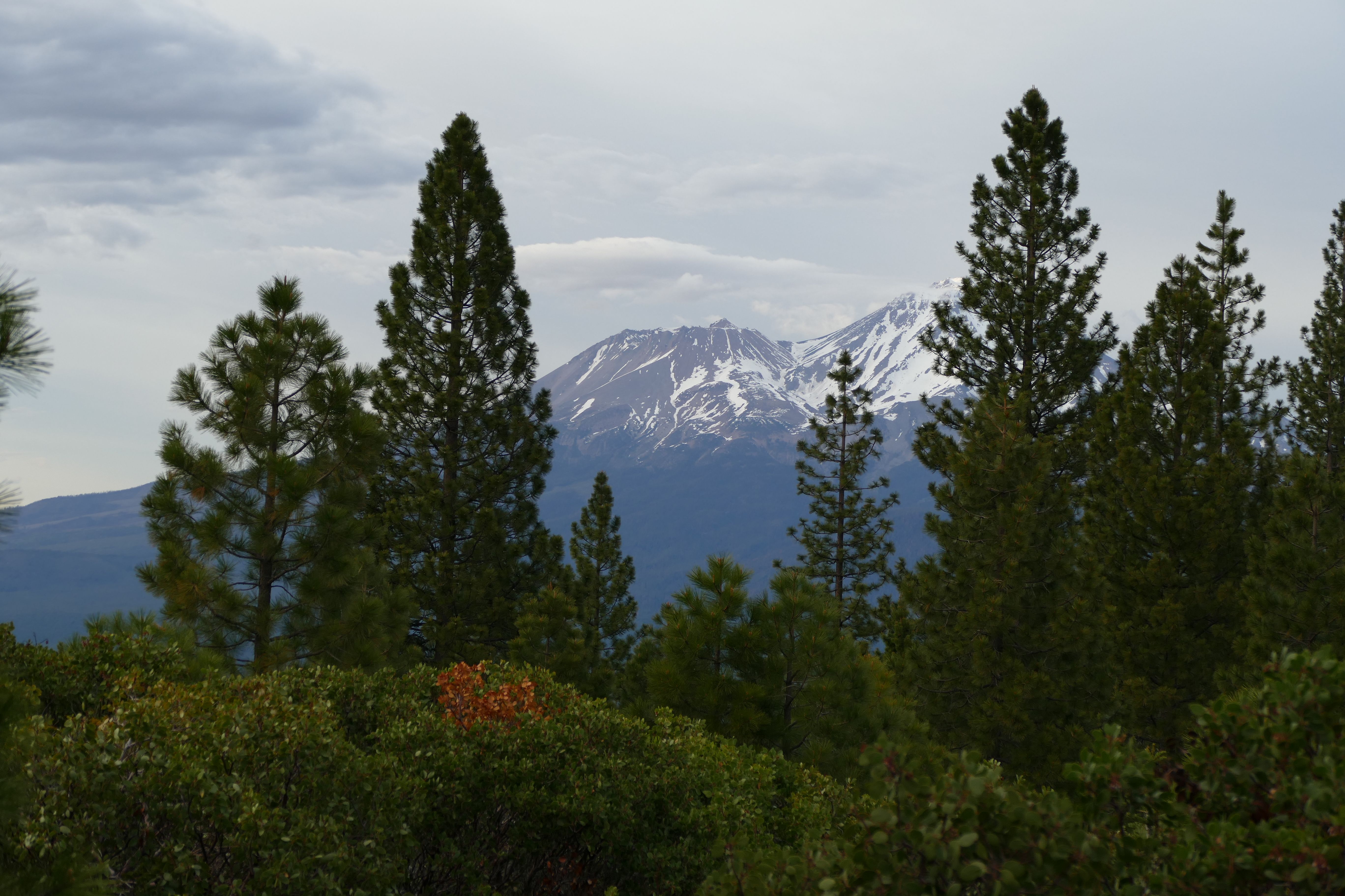 Scenic View of Mount Shasta Through Forest Trees · Free Stock Photo