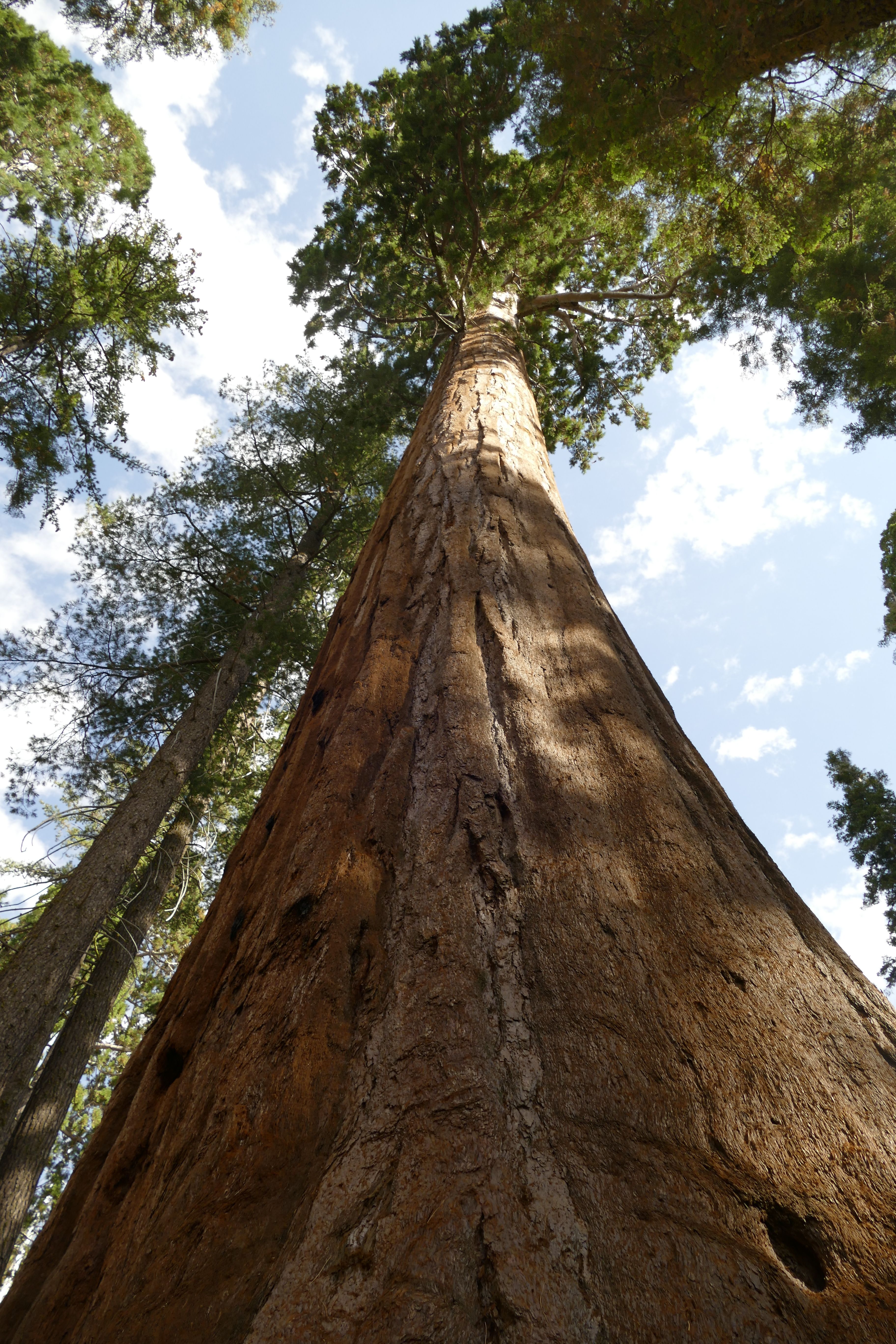 Majestic Sequoia Tree in California Forest · Free Stock Photo