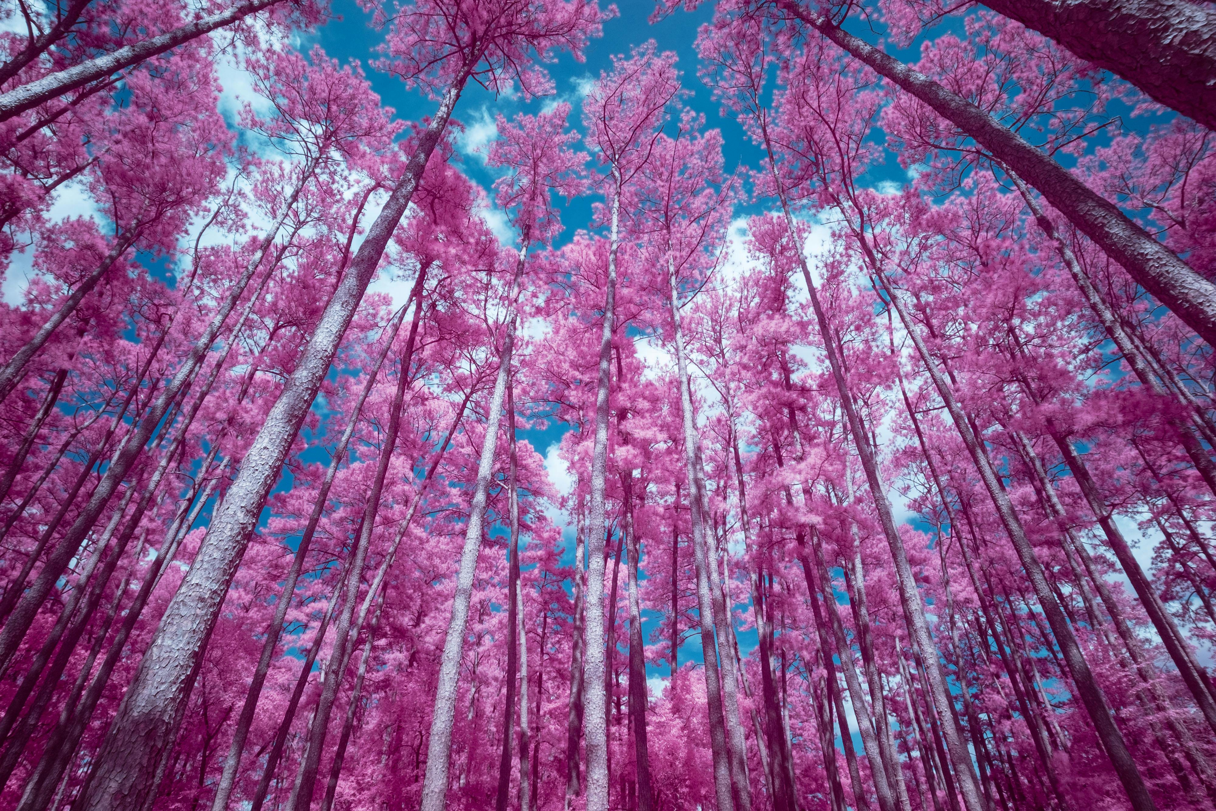 Lovers Fantasy Generated Images Photos, Download The BEST Free Lovers ...