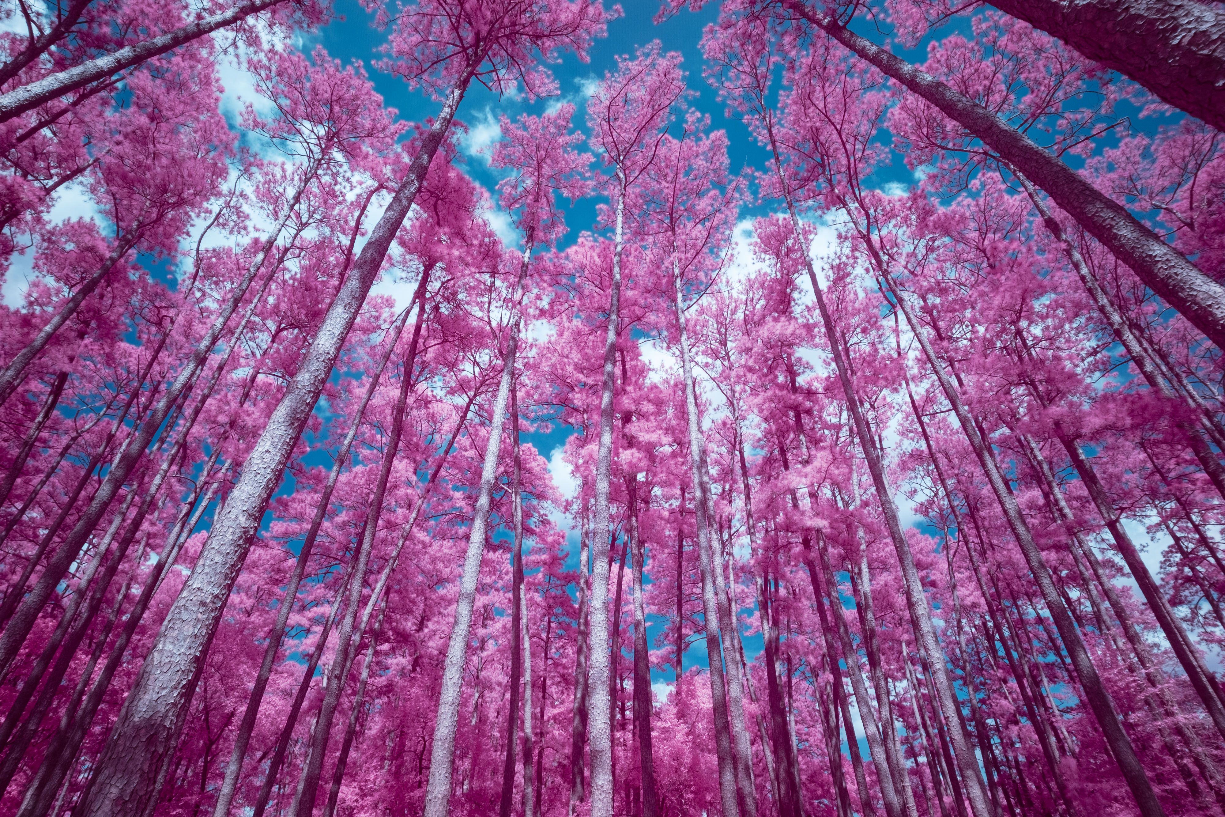 Surreal Infrared Forest in Columbia, SC · Free Stock Photo