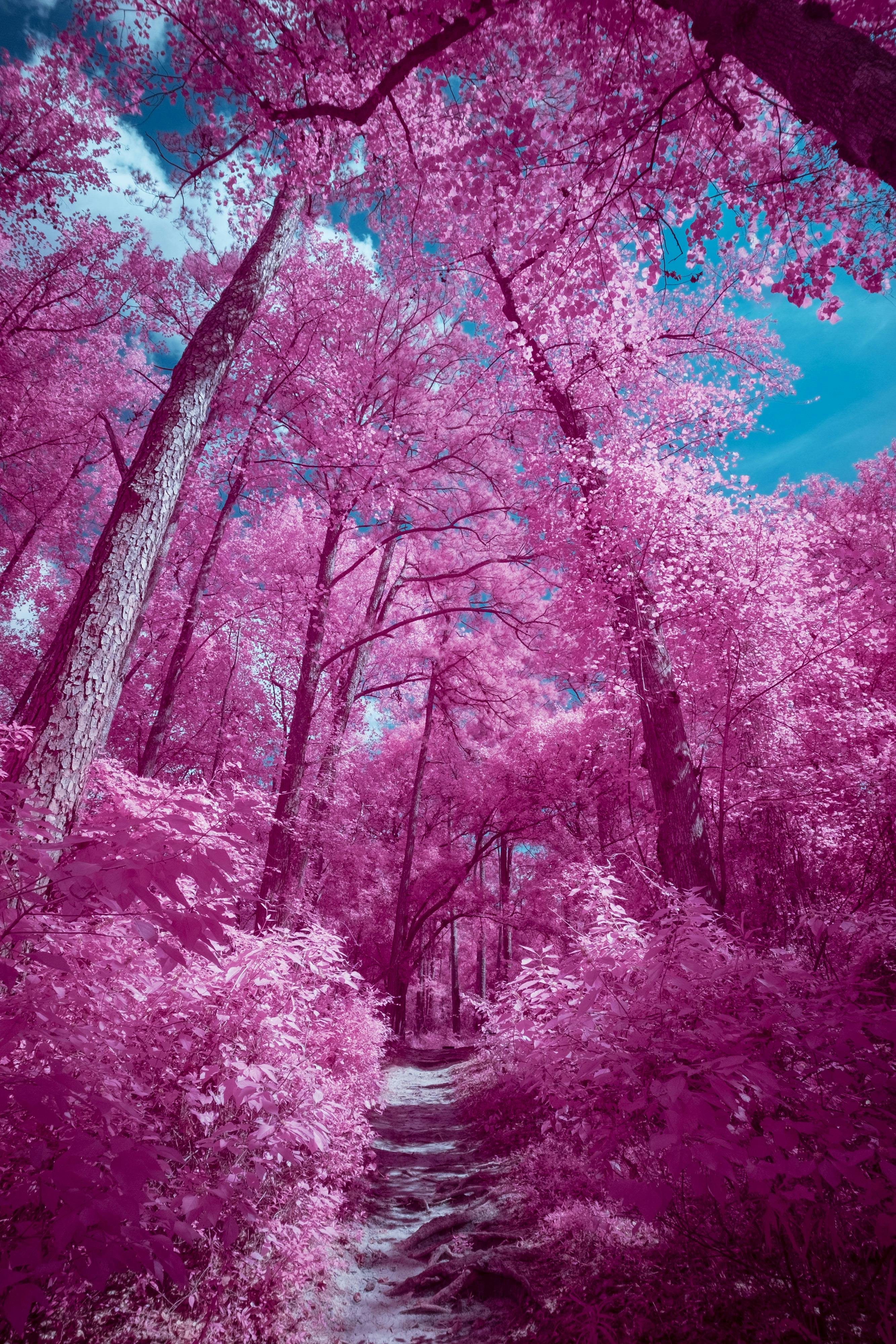 Enchanted Photos, Download The BEST Free Enchanted Stock Photos & HD Images