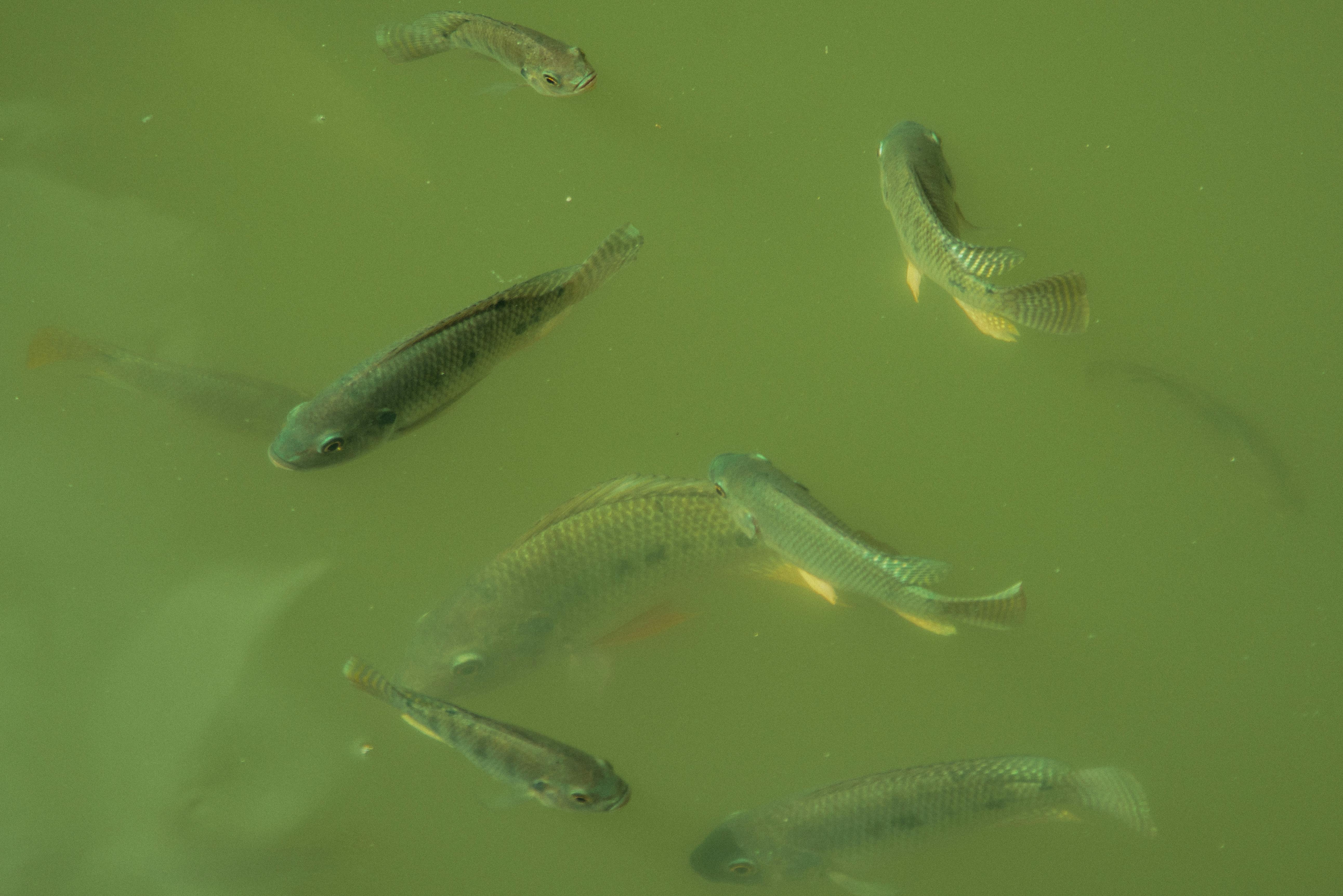 Fish Farming Photos, Download The BEST Free Fish Farming Stock Photos ...