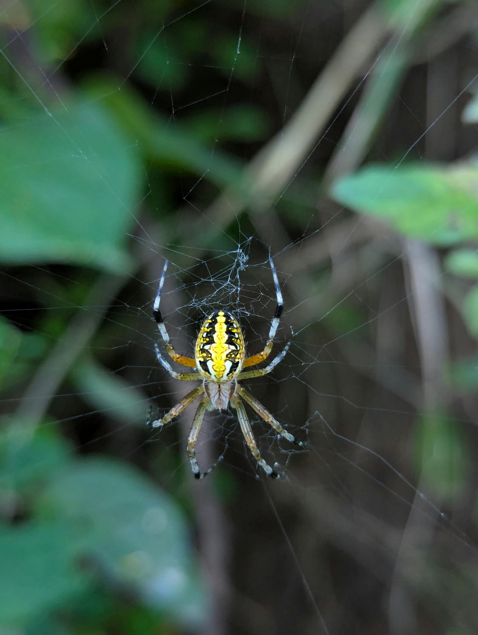Spiders Photos, Download The BEST Free Spiders Stock Photos & HD Images