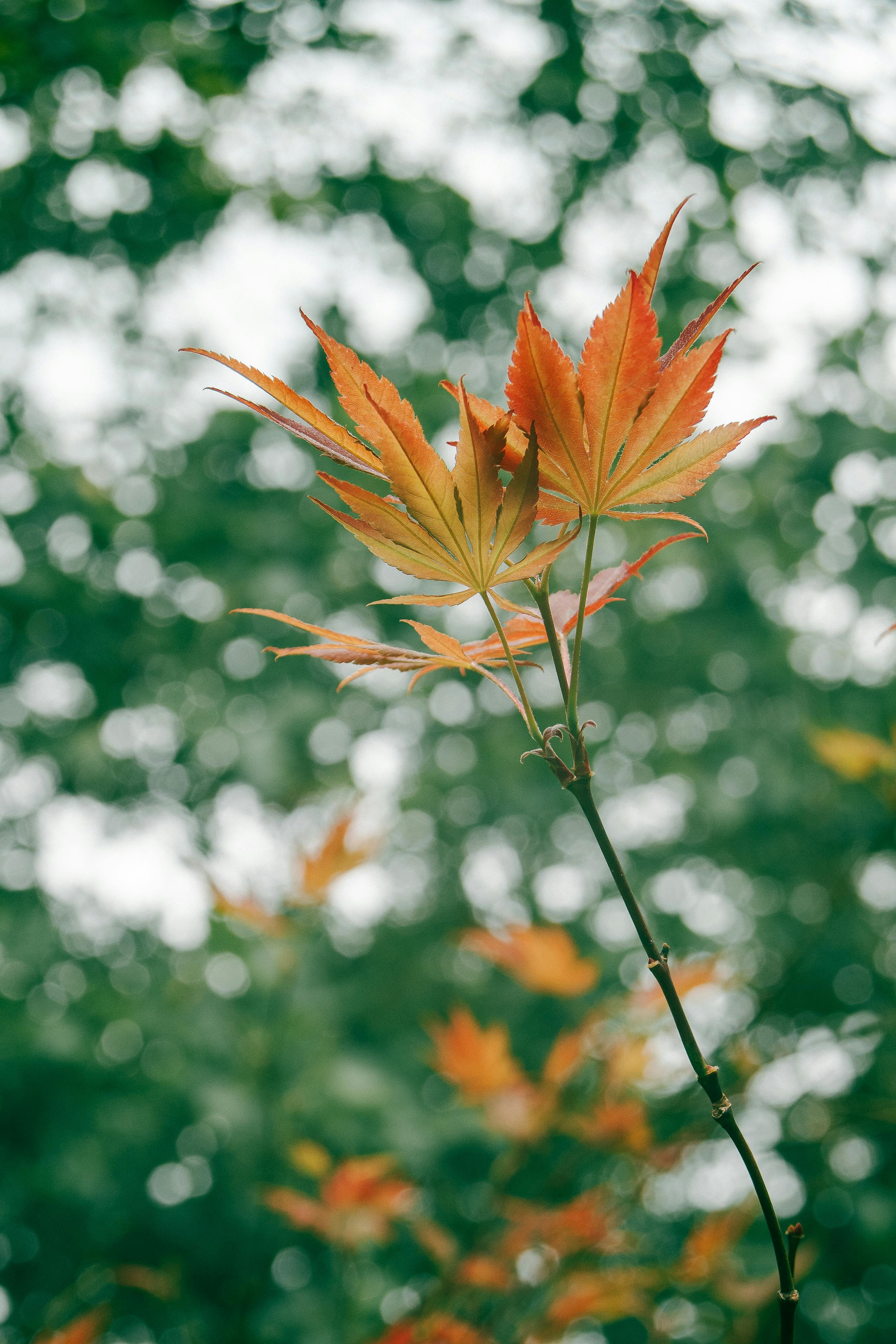 Acer Nitro V15 Photos, Download The BEST Free Acer Nitro V15 Stock ...