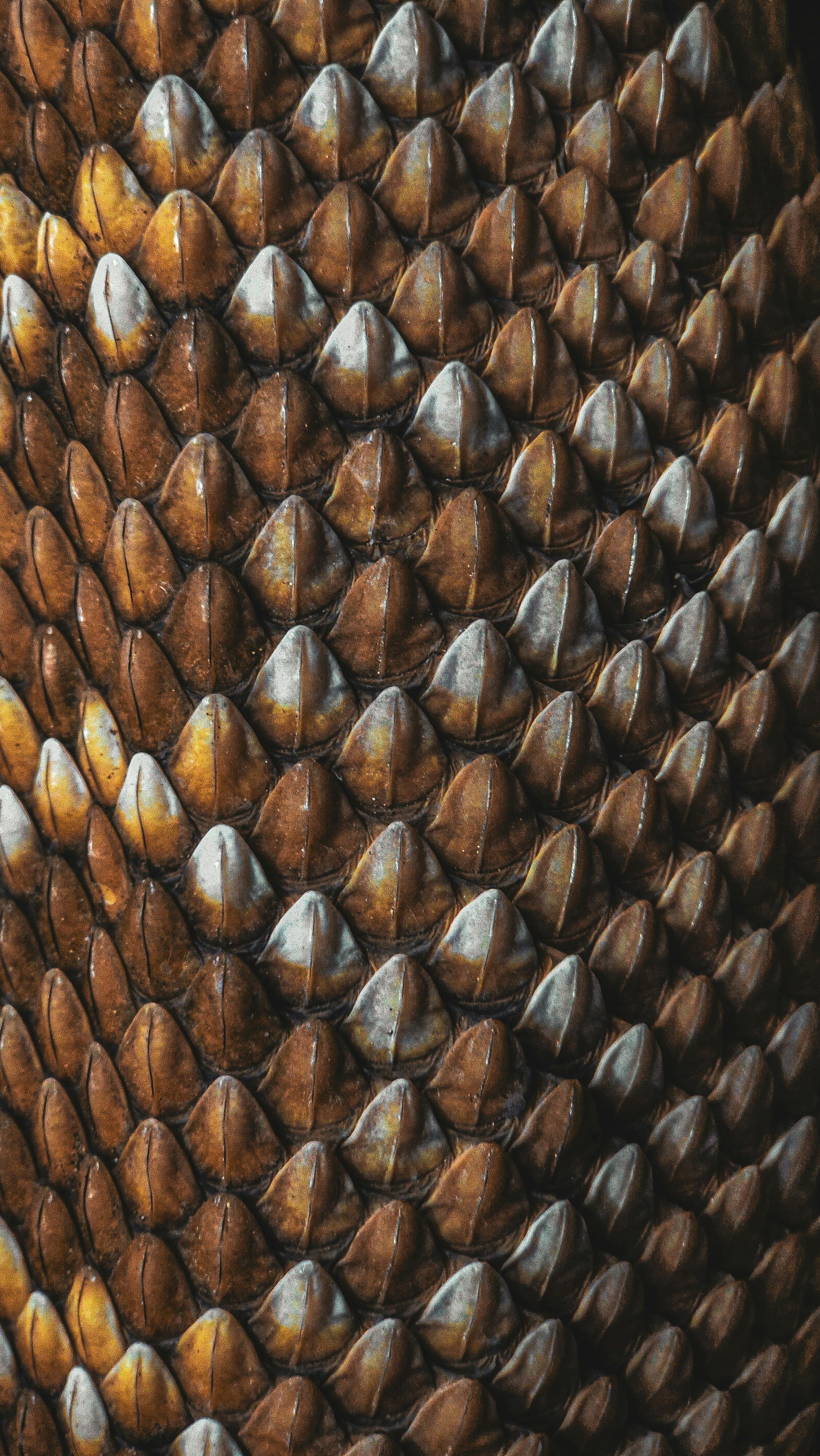 Close-up of Reptile Scales Texture · Free Stock Photo