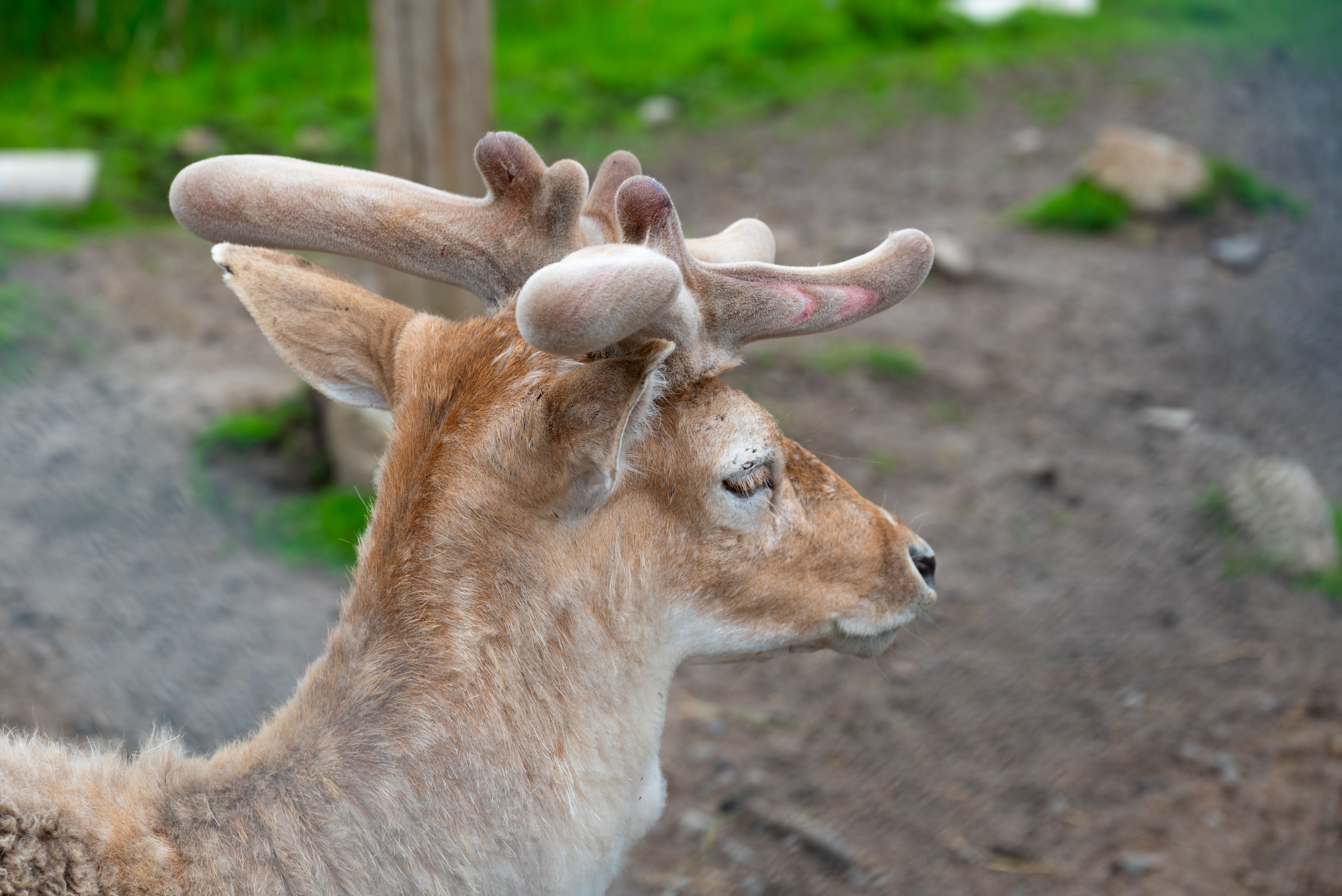 Fawn Eyes Photos, Download The BEST Free Fawn Eyes Stock Photos & HD Images