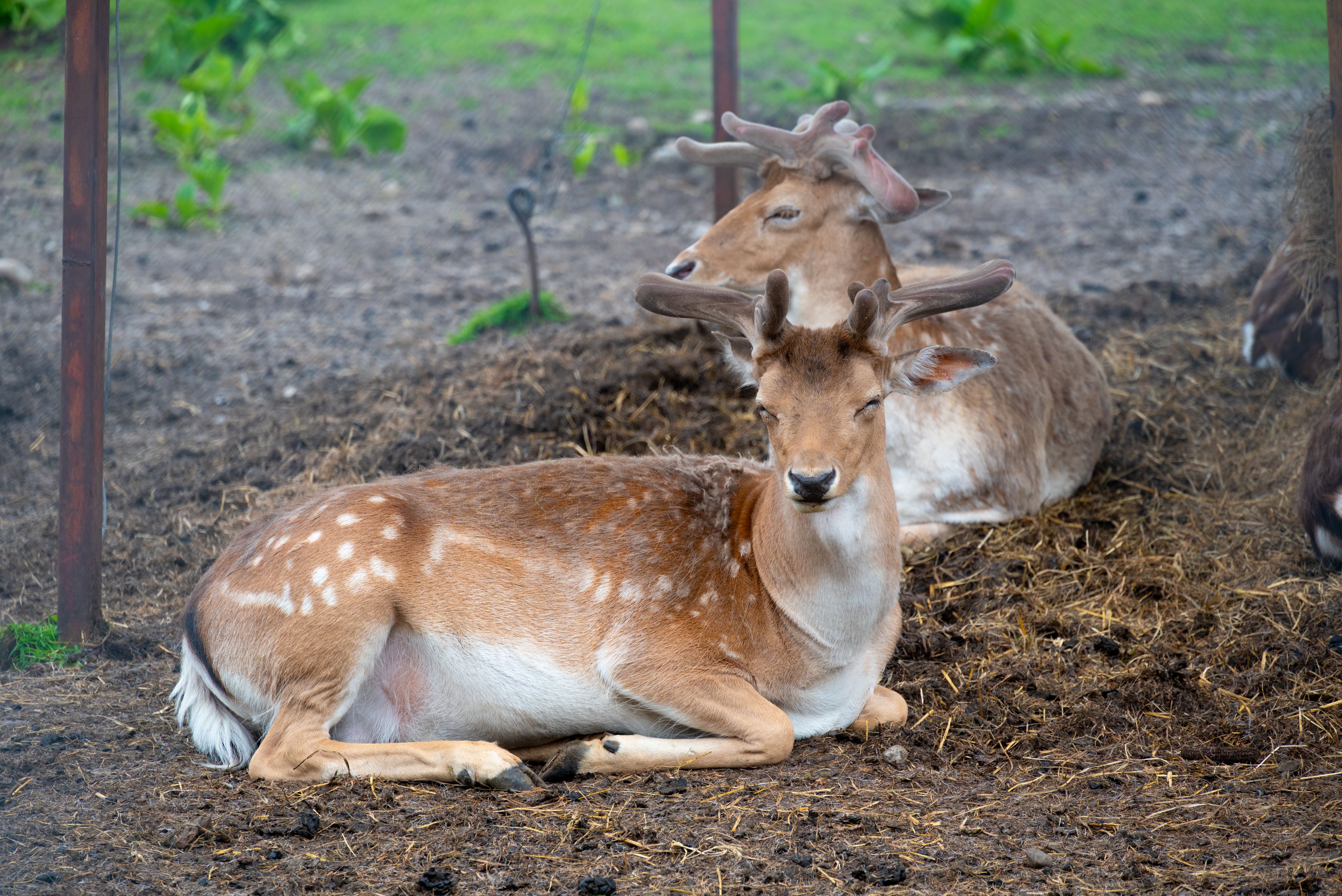 White-Tailed Deer Resting in Natural Habitat · Free Stock Photo