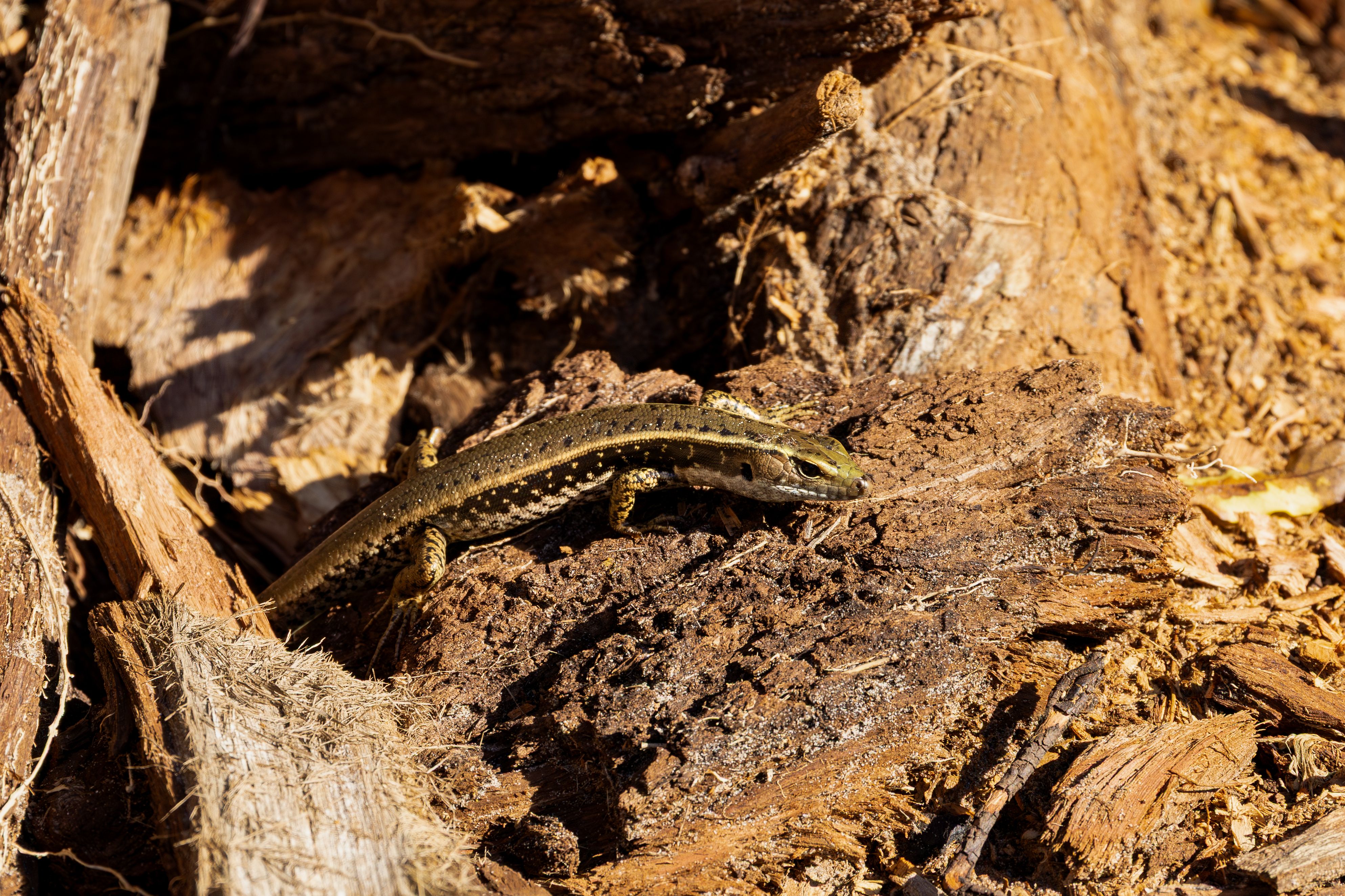 Lagarto Tomando El Sol En Un Tronco De Bosque Iluminado Por El Sol En ...