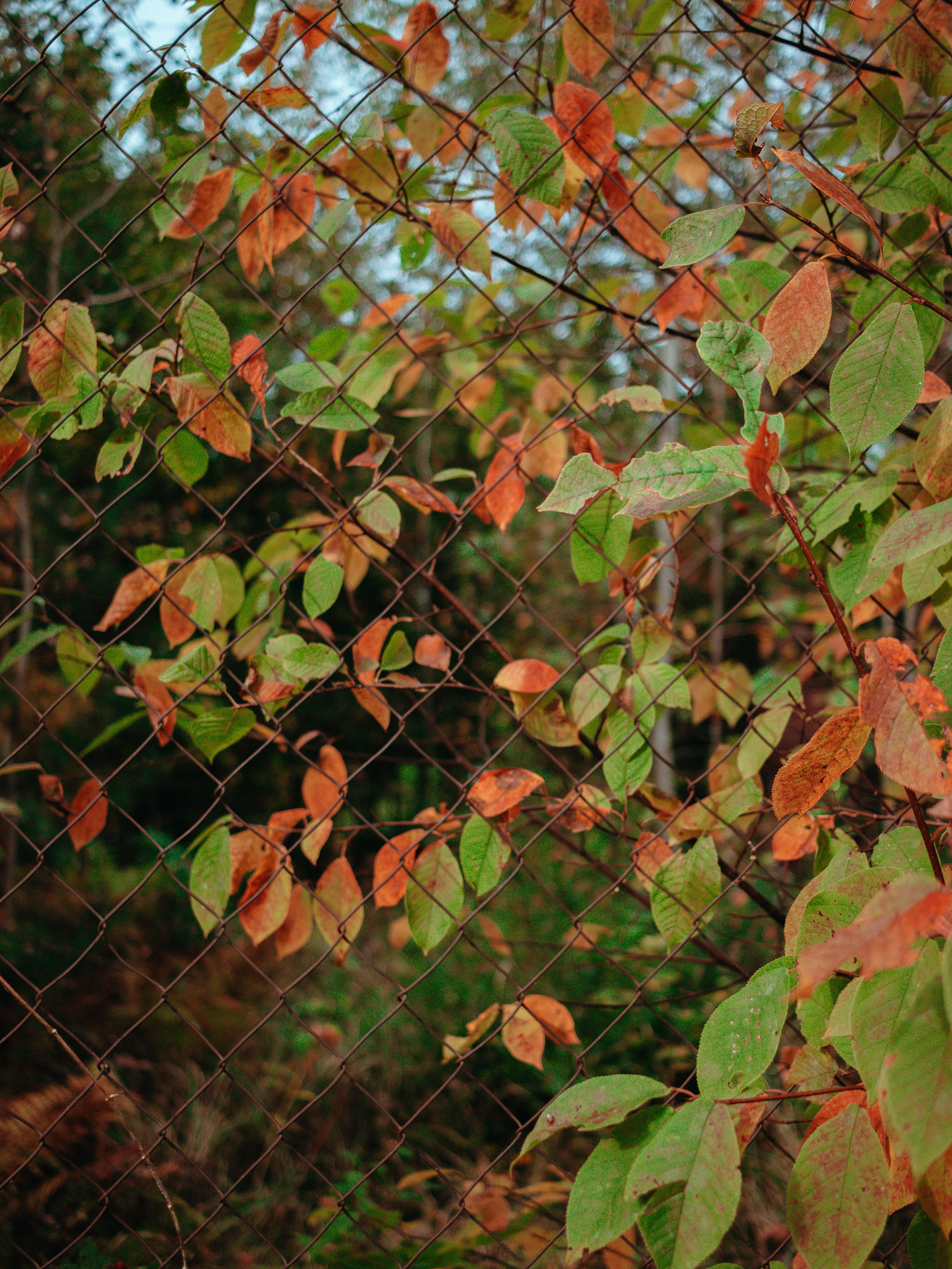 Background Bunga Photos, Download The BEST Free Background Bunga Stock ...