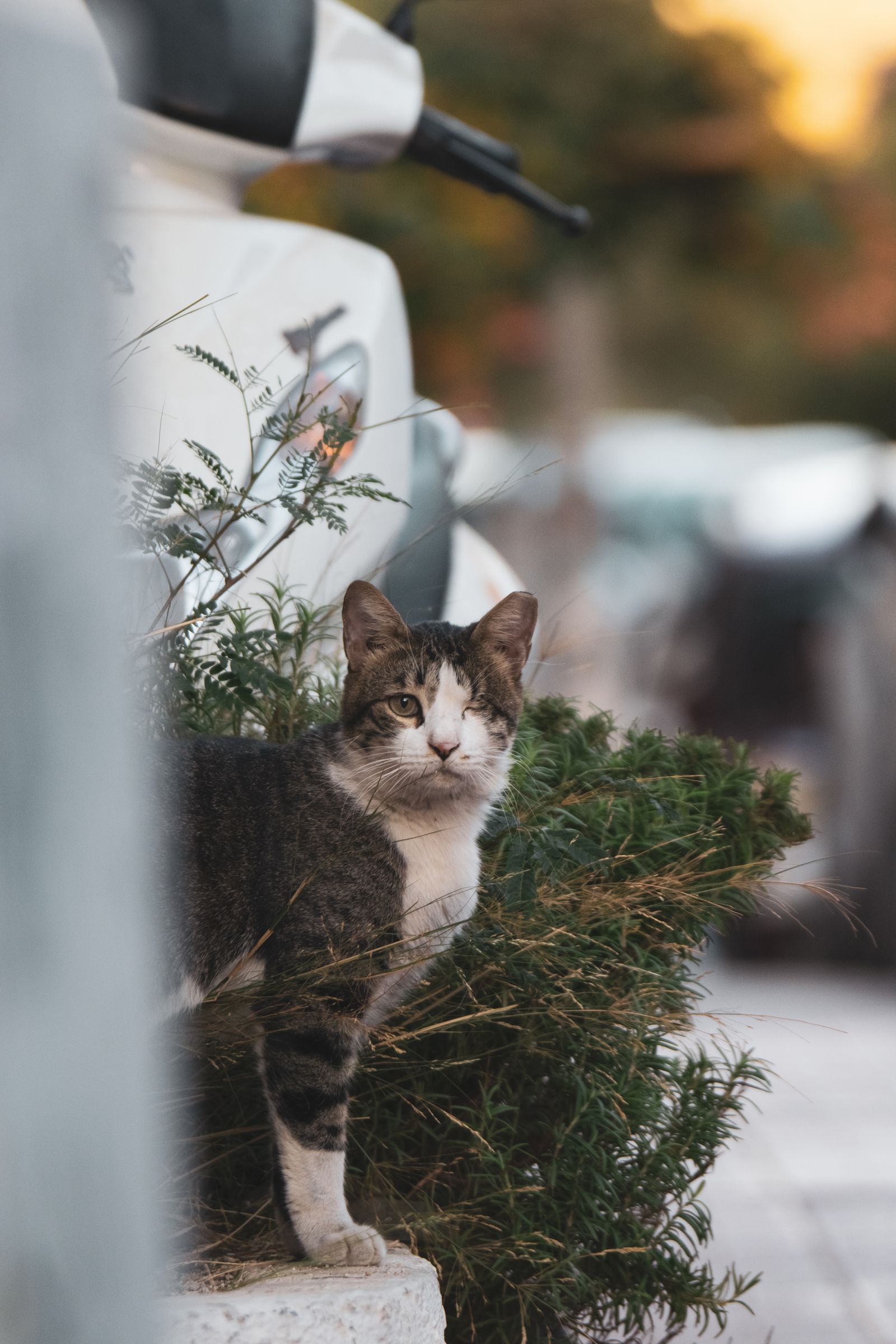Crazy Cat Photos, Download The BEST Free Crazy Cat Stock Photos & HD Images
