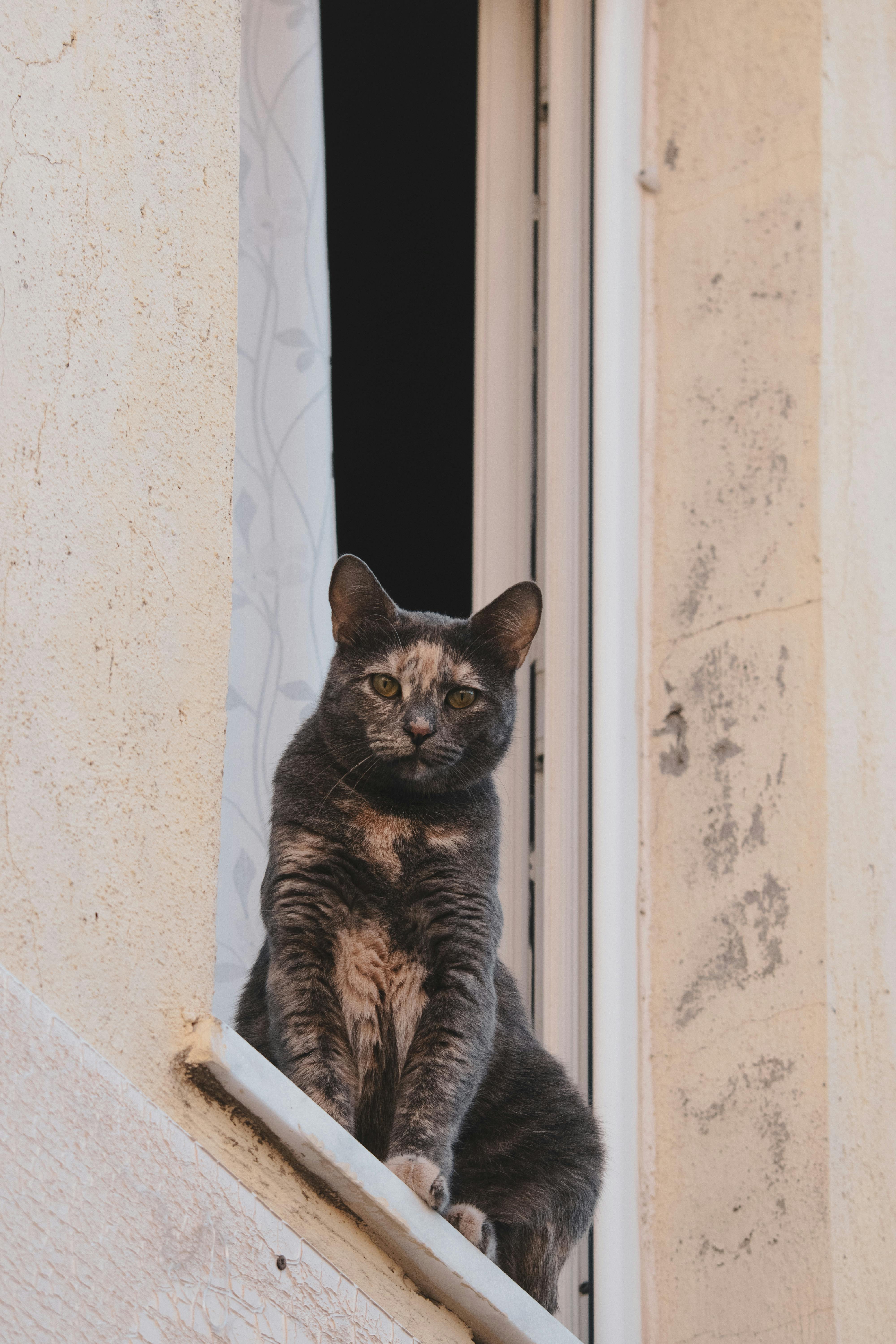 Crazy Cat Photos, Download The BEST Free Crazy Cat Stock Photos & HD Images